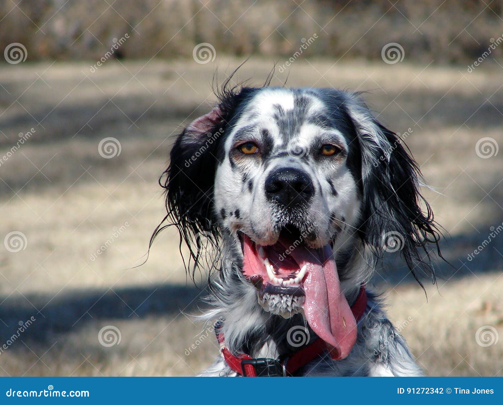 English Setter Close Up stock photo. Image of athletic - 91272342
