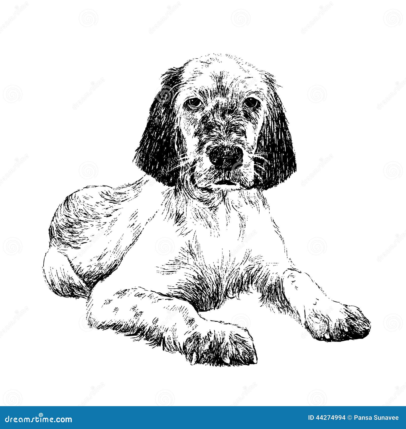 English Setter Puppy Coloring Pages