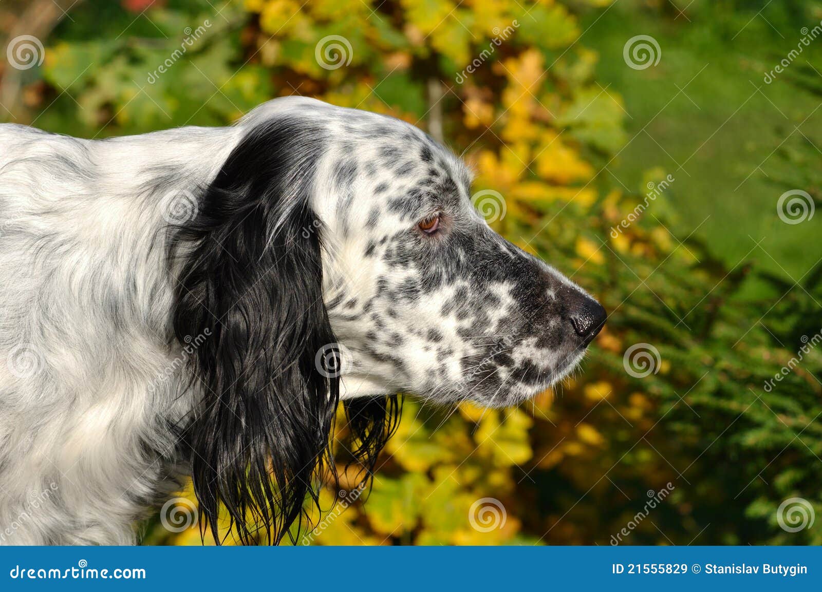 English setter hunting stock image. Image of black, hunt - 21555829