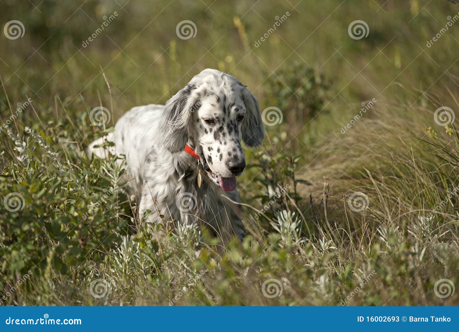 English Setter Hunting in Field Stock Image - Image of grass, breed ...