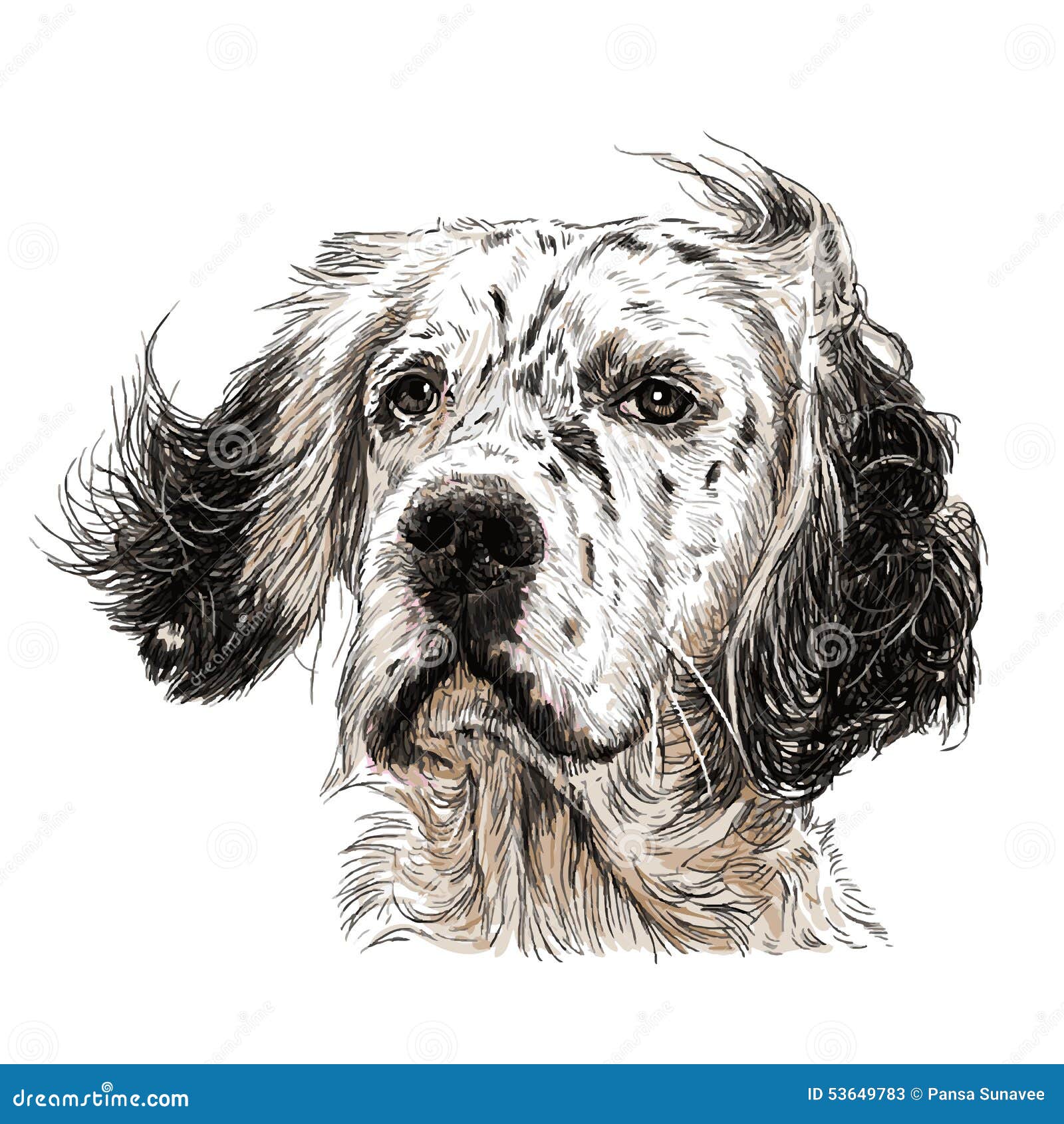 English Setter Cartoon Vector | CartoonDealer.com #53649783