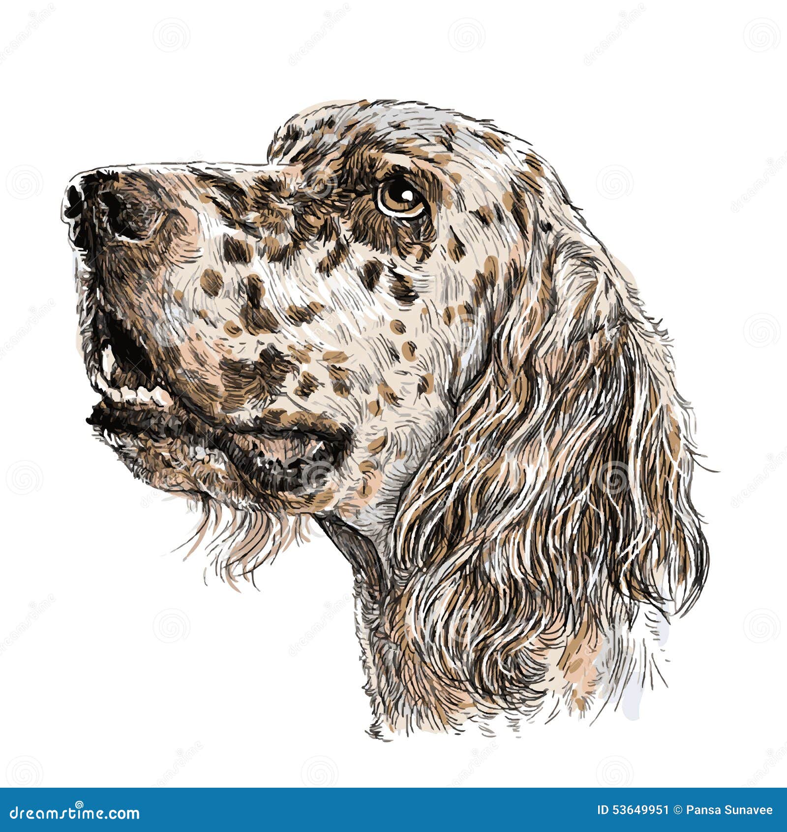 English Setter Cartoon Vector | CartoonDealer.com #53649783