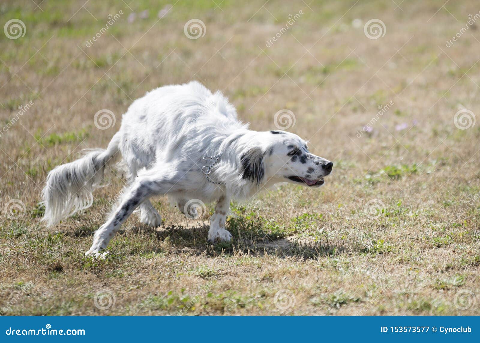 English setter in nature stock image. Image of setter - 153573577