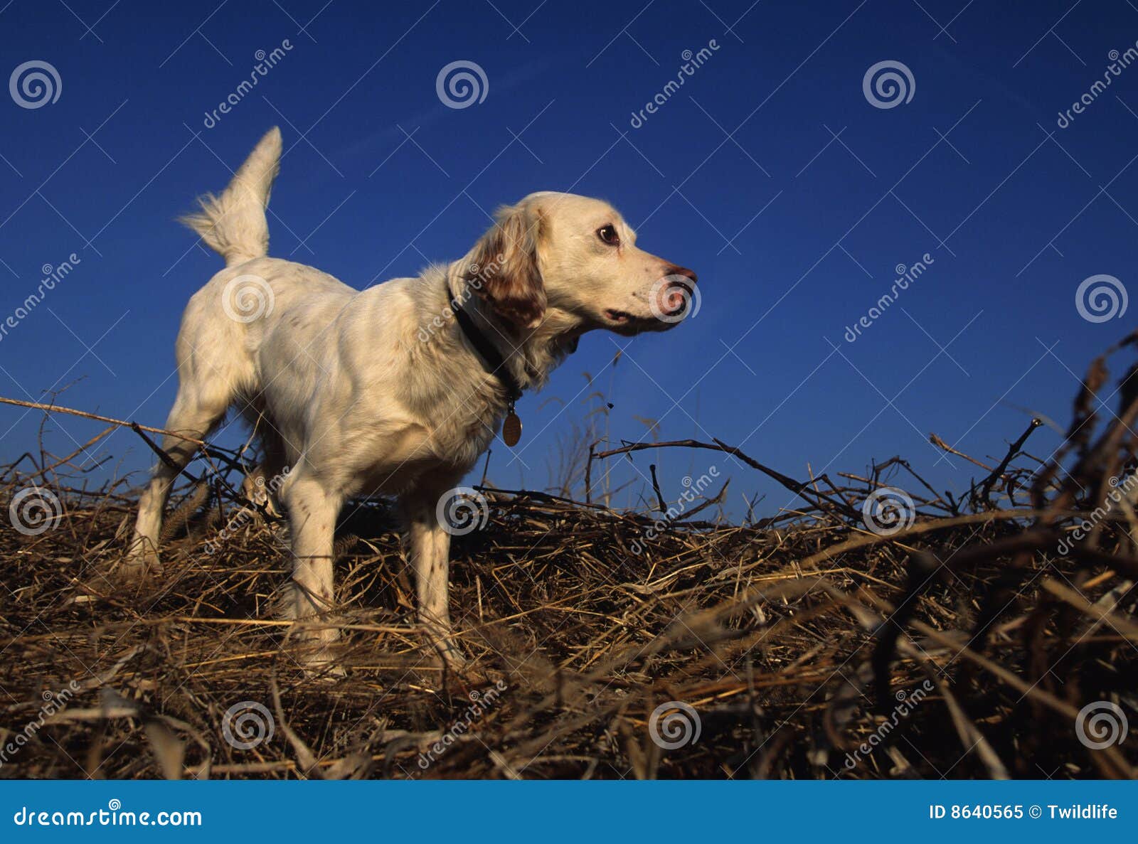English Setter on Point stock image. Image of pointing - 8640565