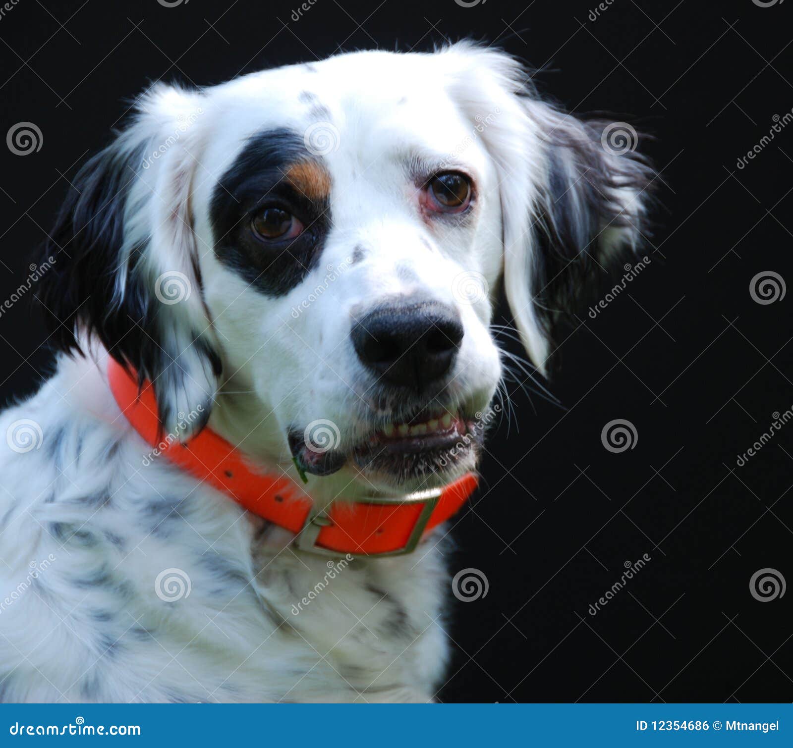 English Setter Portrait stock photo. Image of english - 12354686