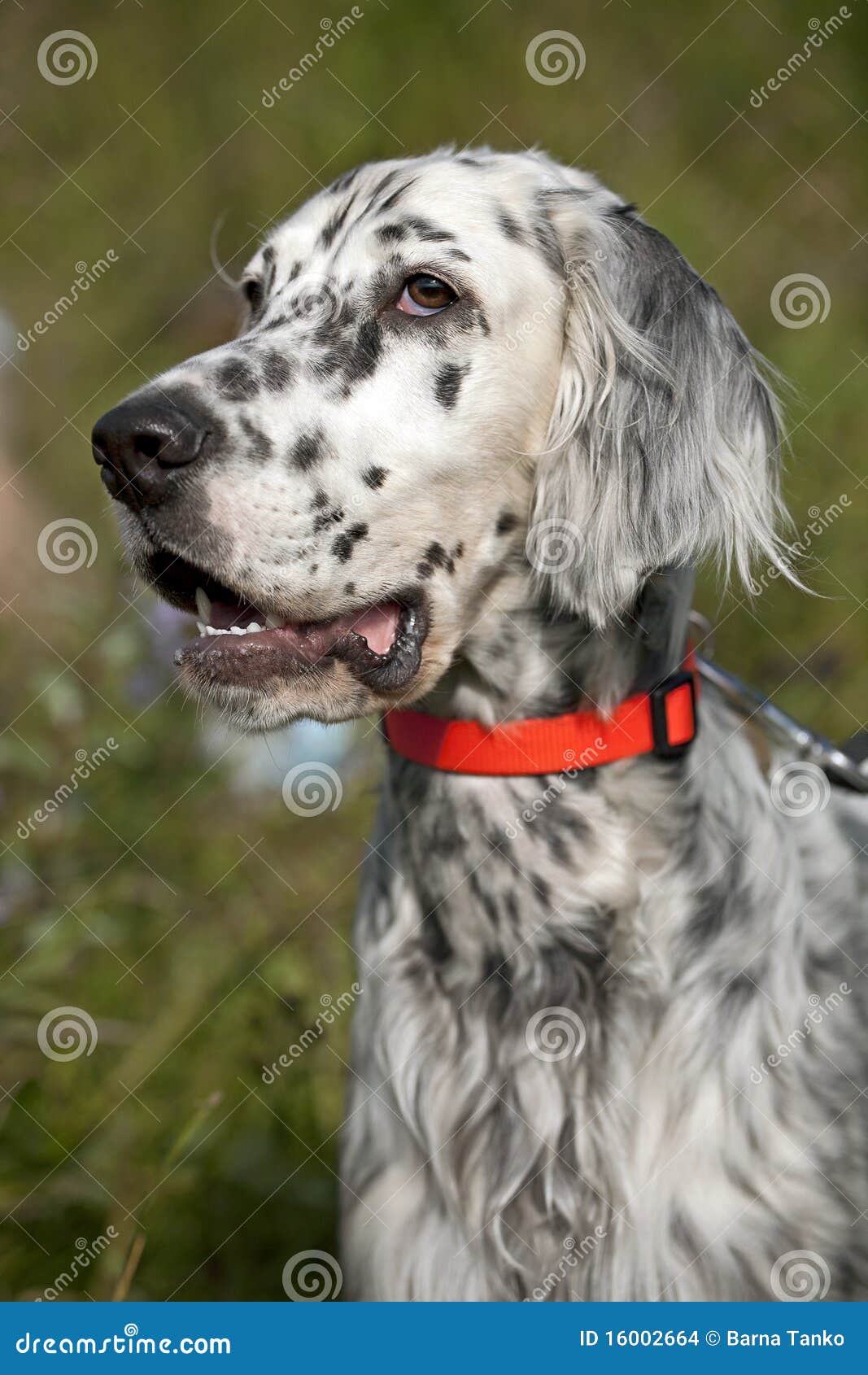 English setter portrait stock photo. Image of pedigree - 16002664