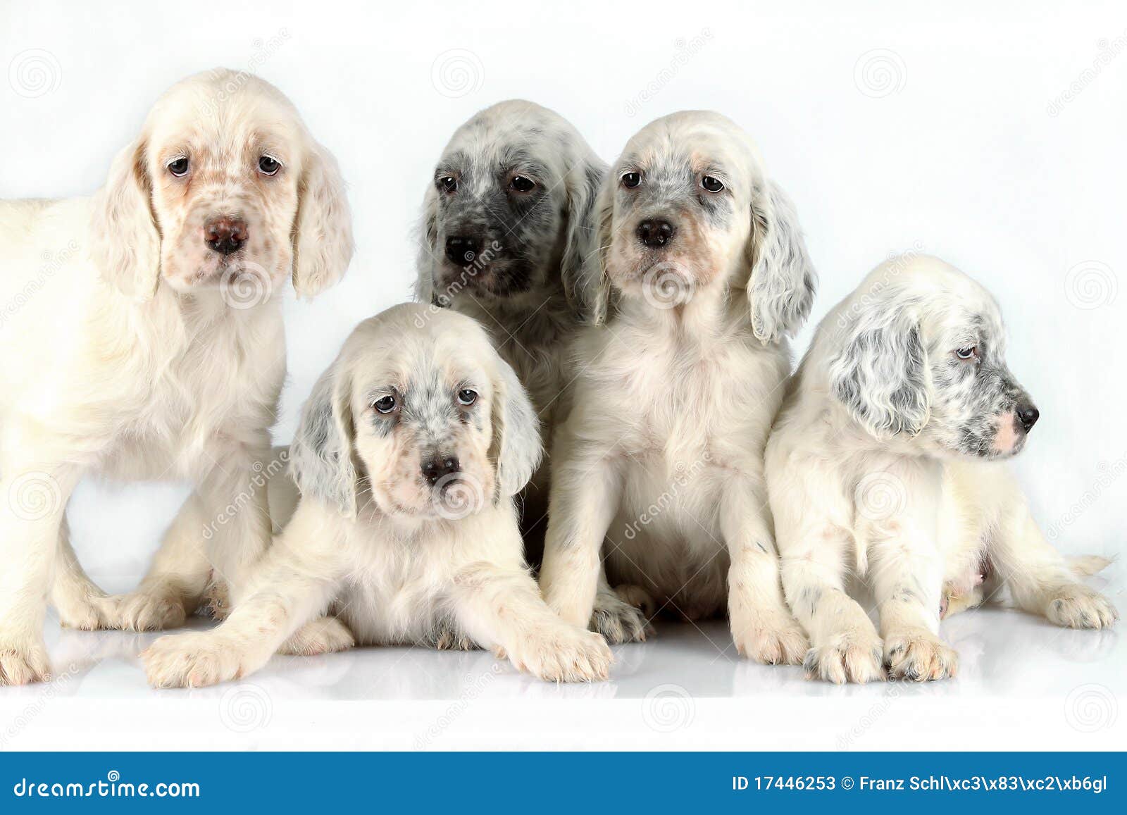 English Setter puppies stock image. Image of animals - 17446253