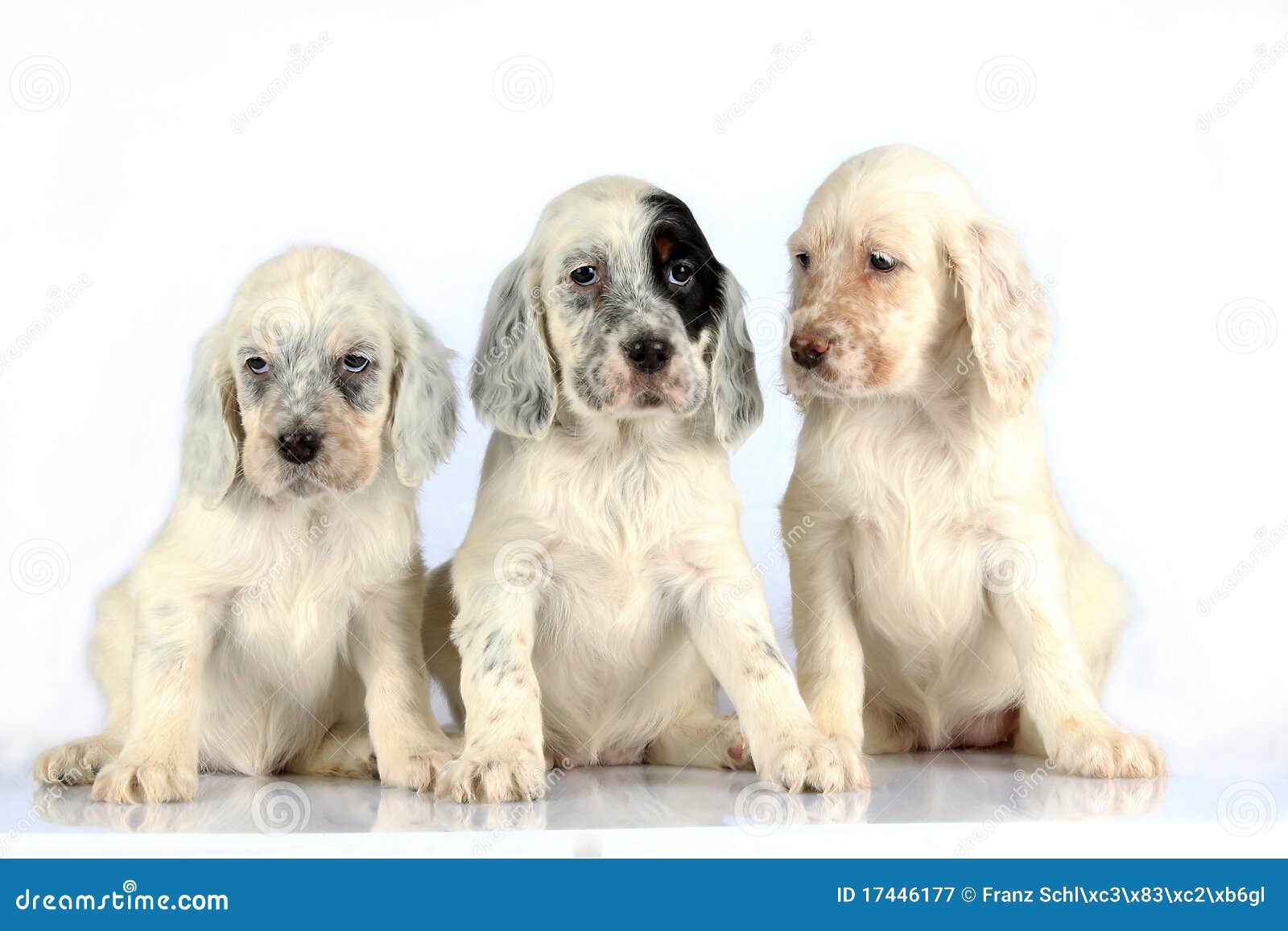 Three Little Puppy Setter Stock Photos - Free & Royalty-Free Stock ...