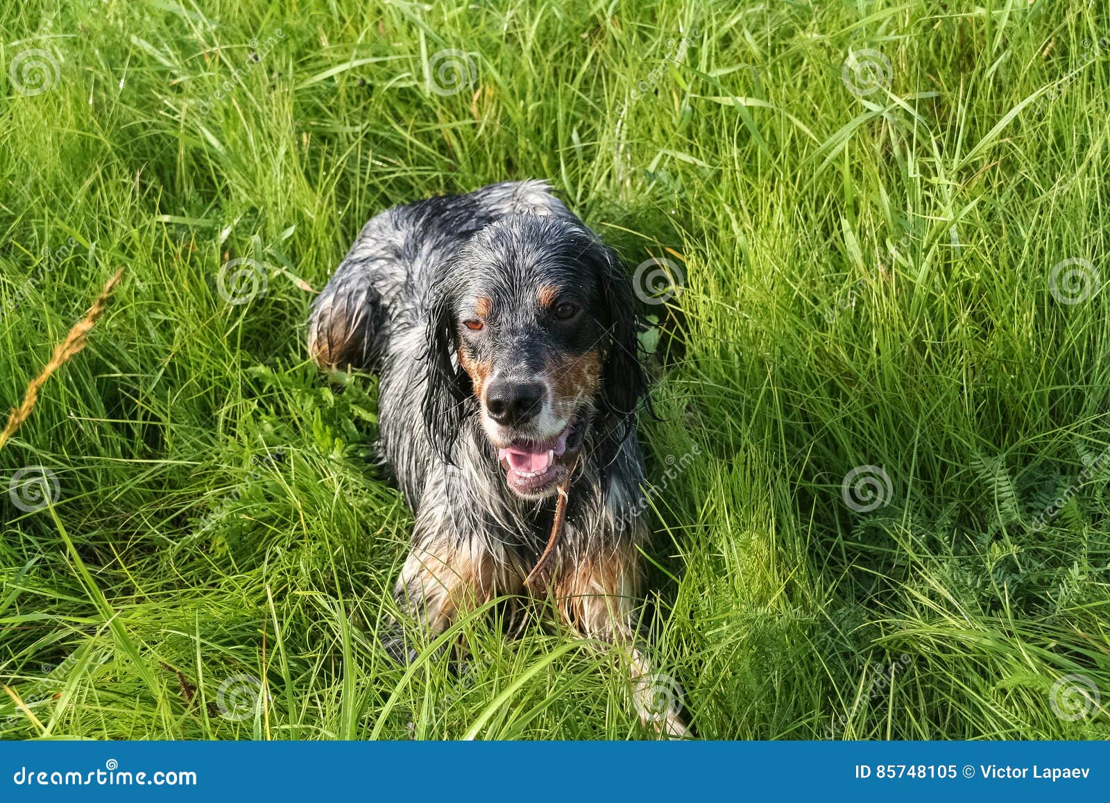 English Setter Resting. after Working Stock Image - Image of canine ...