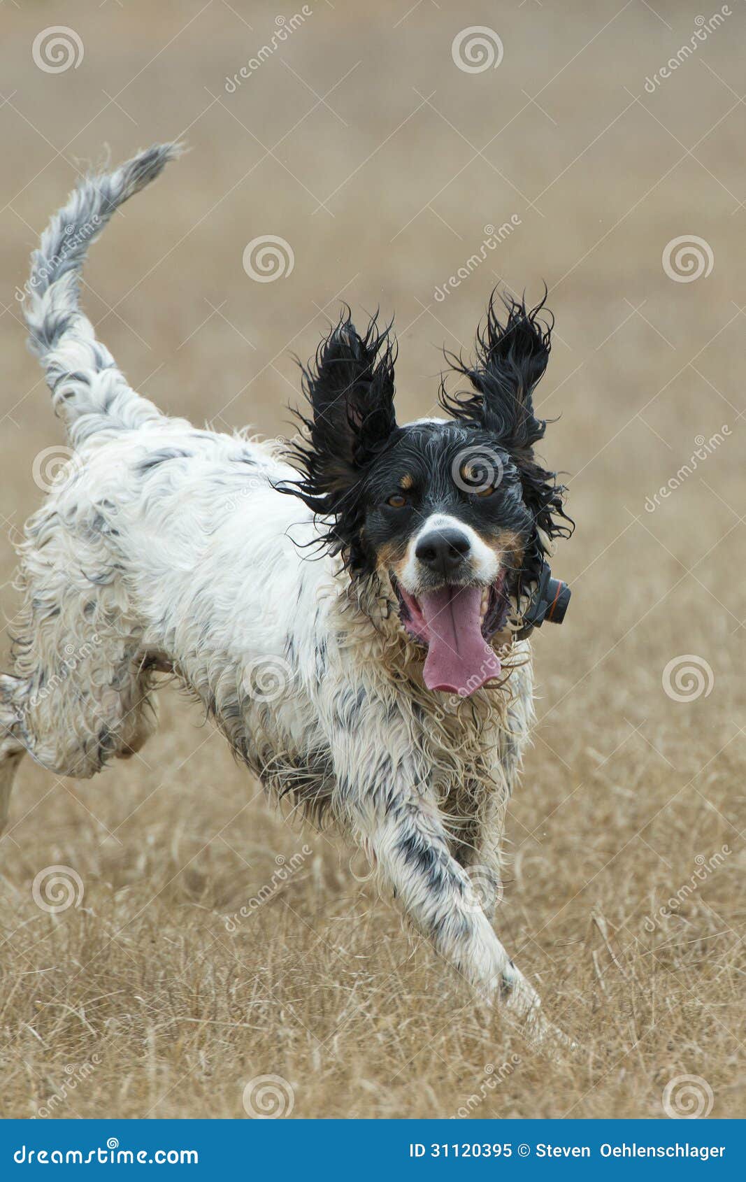 English Setter stock image. Image of hunting, hunters - 31120395