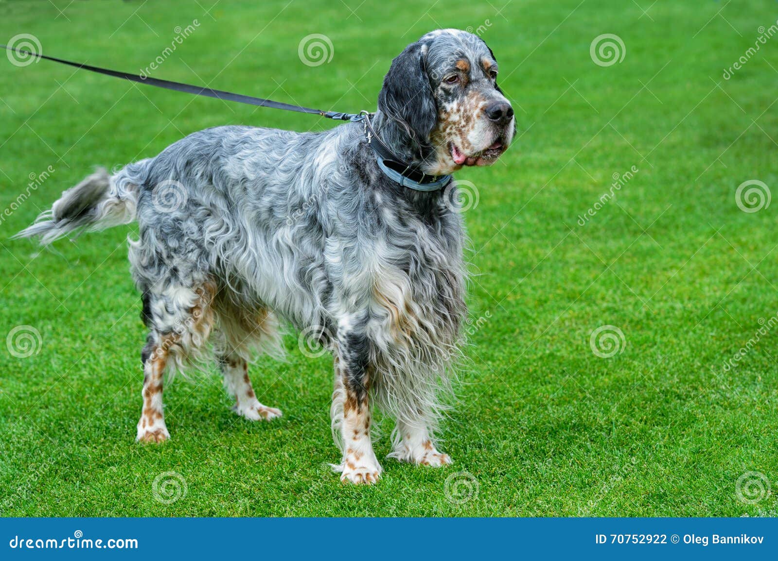 English Setter Standing on Green Field. Stock Photo - Image of standing ...