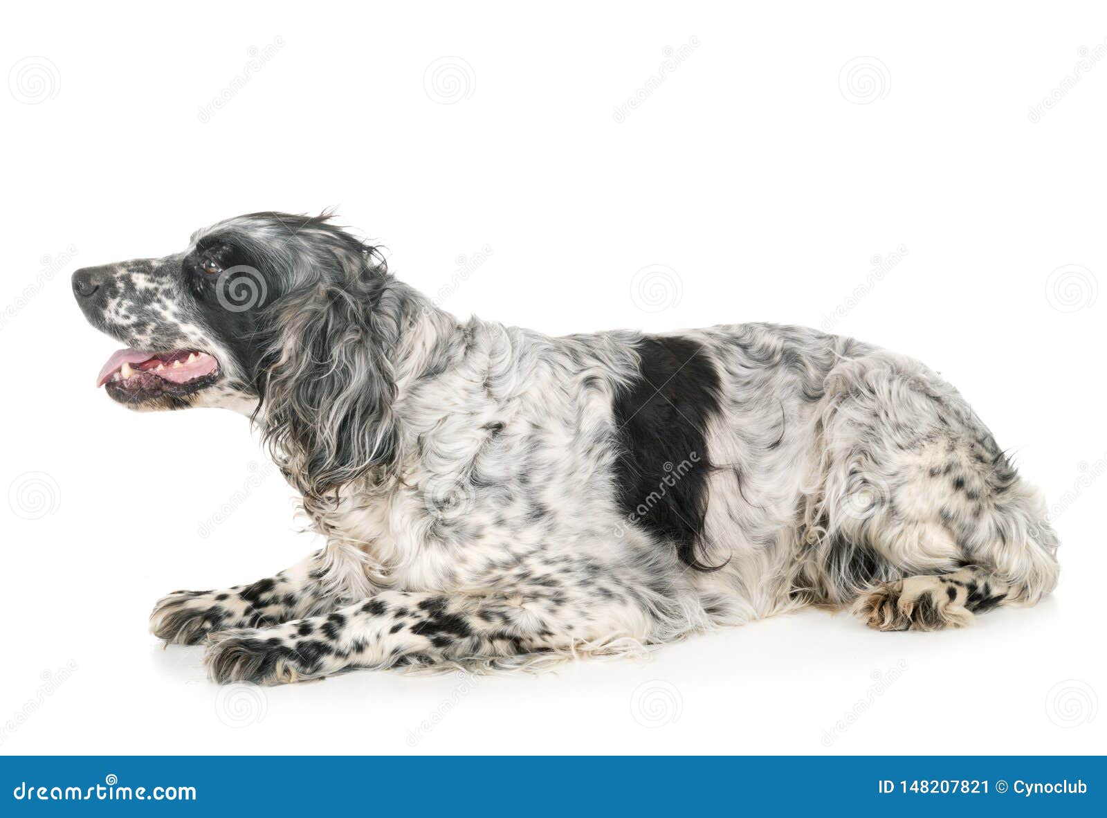 English setter in studio stock image. Image of white - 148207821