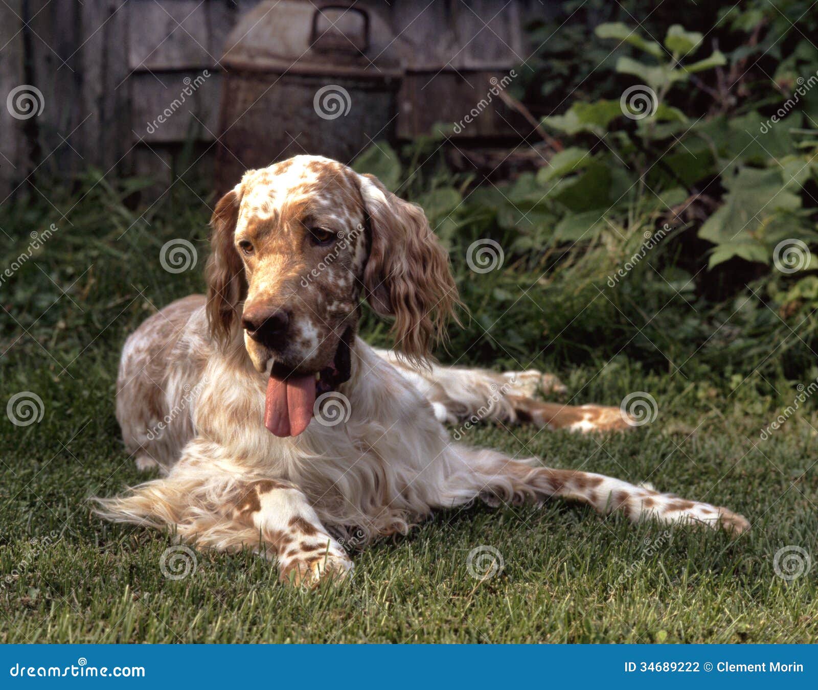 English setter stock photo. Image of barn, hound, nose - 34689222