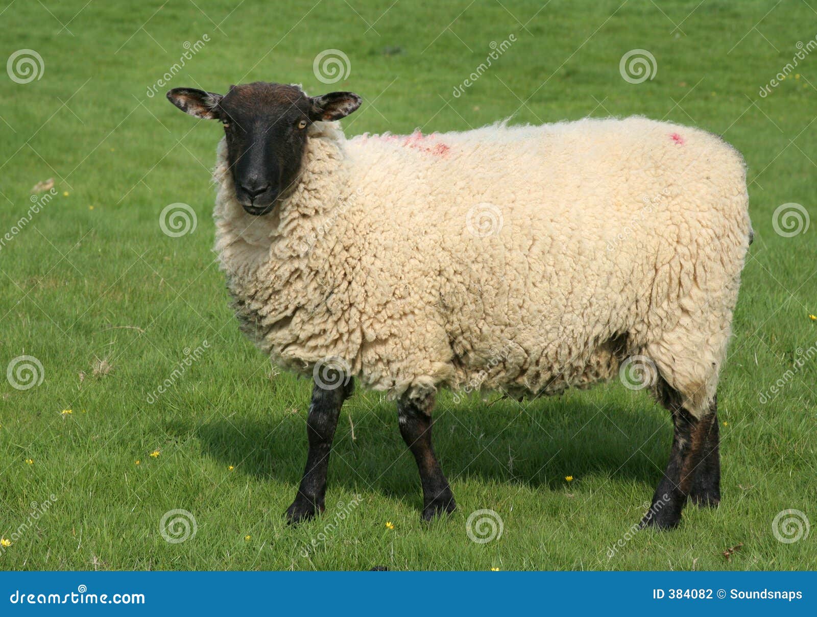 English sheep in field stock photo. Image of wool, england - 384082