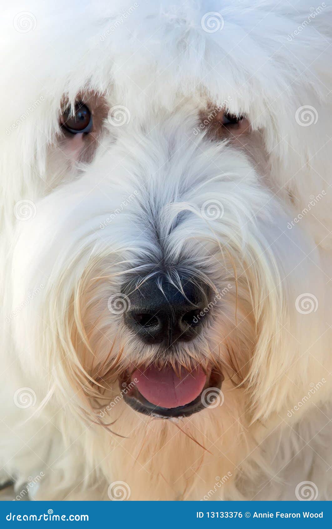 English sheepdog stock photo. Image of bearded, adorable - 13133376