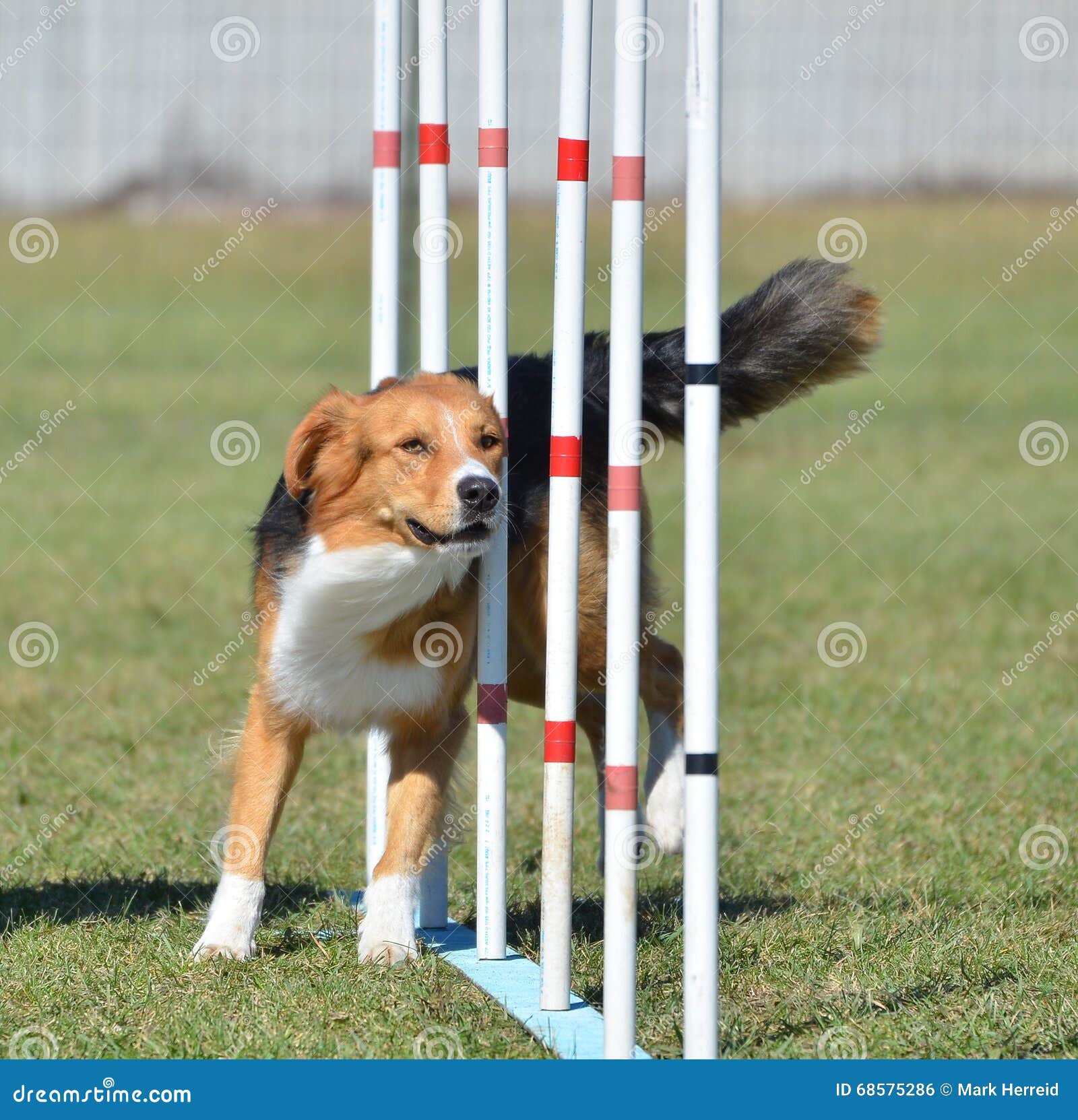 English Shepherd at Dog Agility Trial Stock Photo - Image of english ...