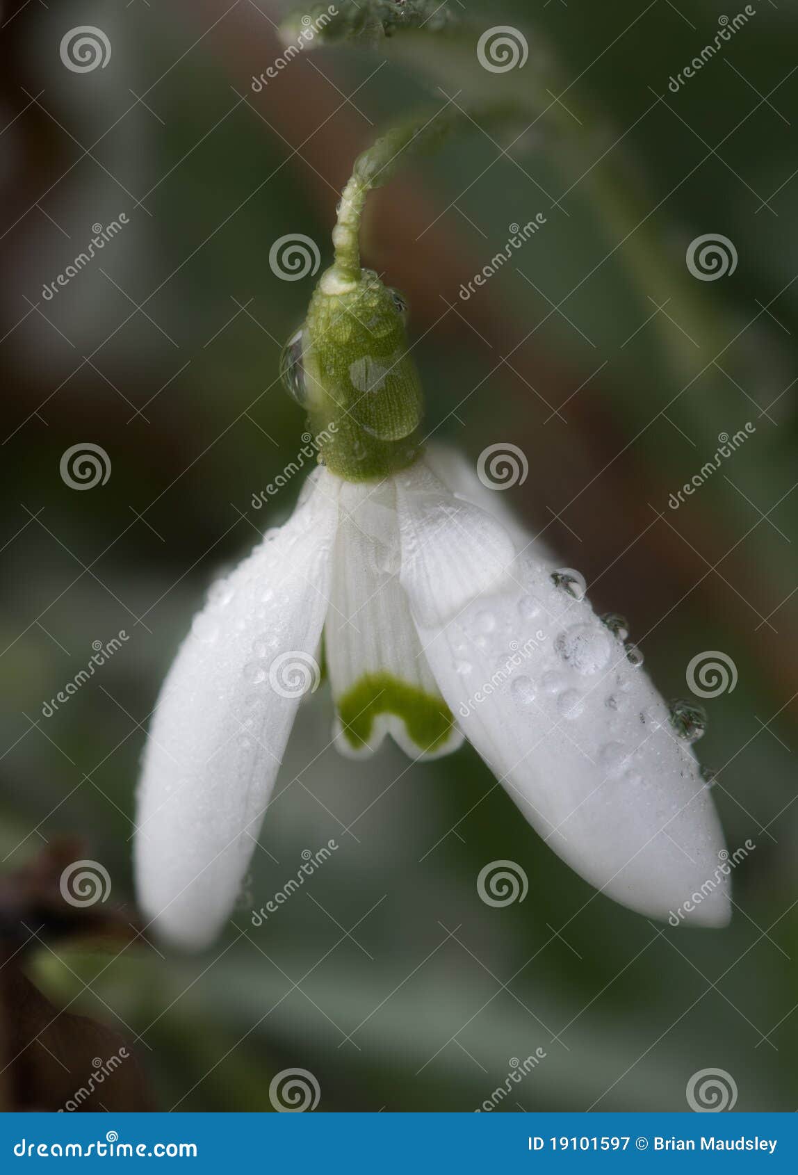 English Snowdrop in Spring. Stock Image - Image of cultivated, garden ...