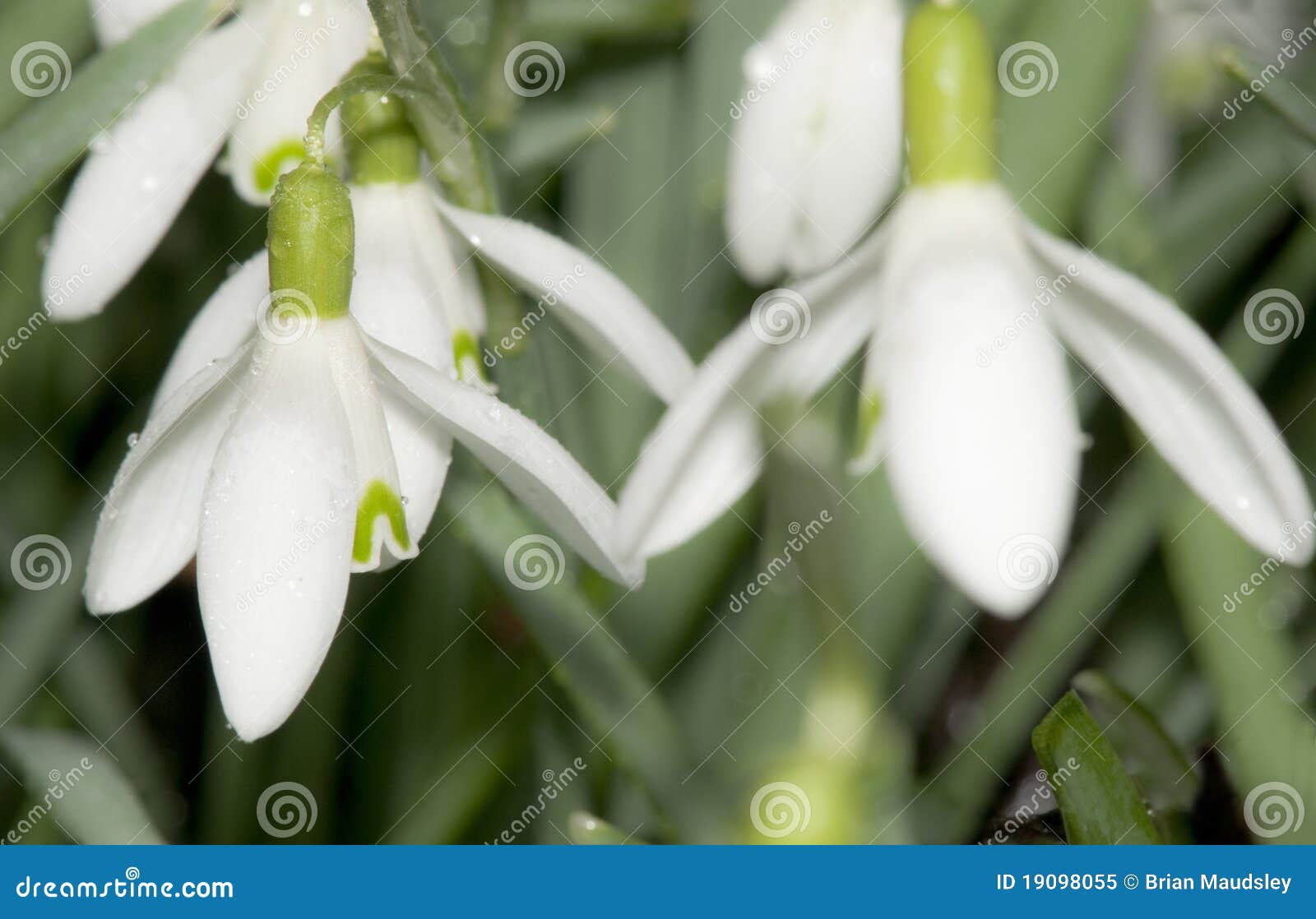 English Snowdrops in Spring. Stock Image - Image of amaryllidaceae ...