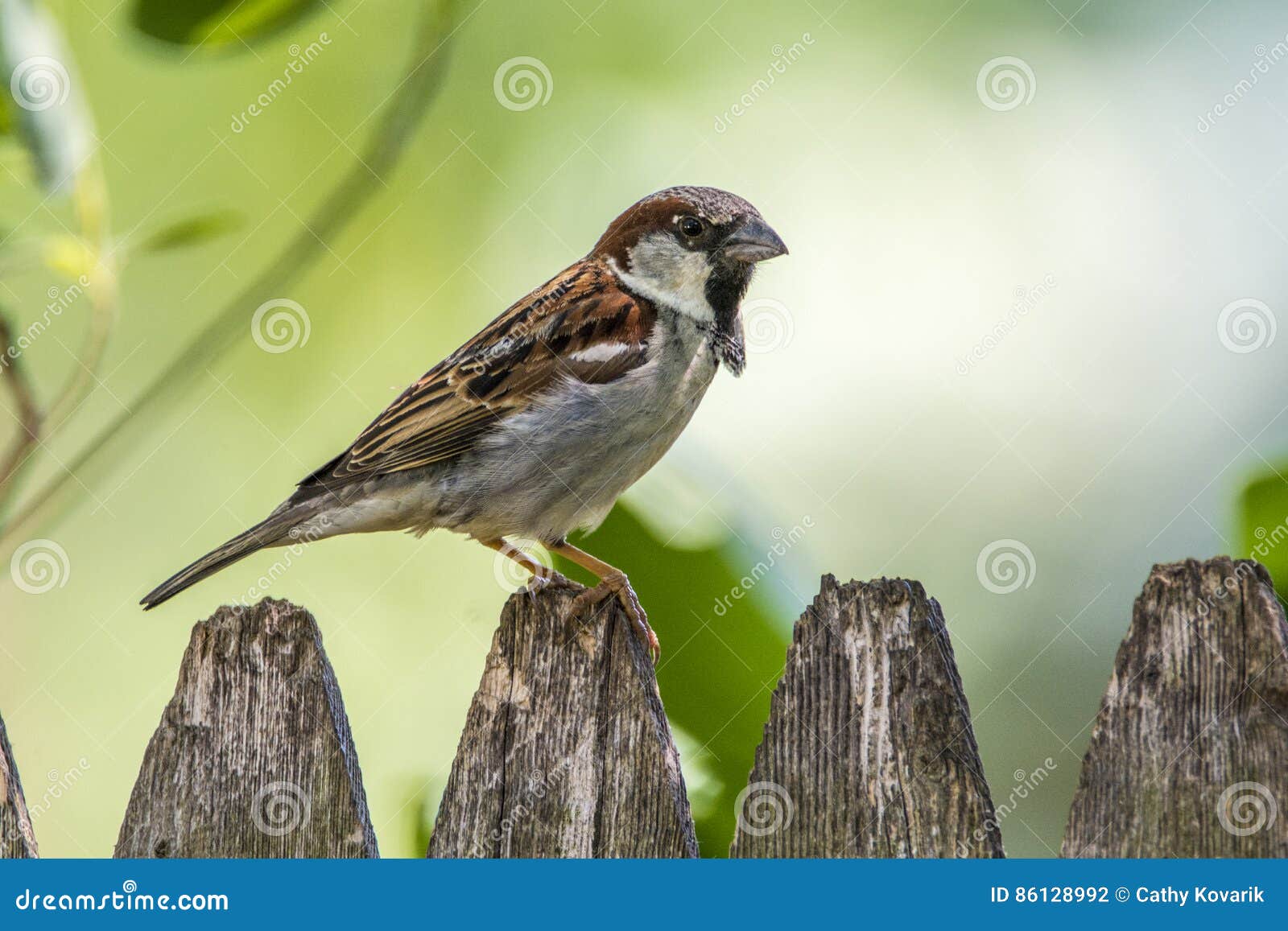 English Sparrow stock photo. Image of wooden, english - 86128992