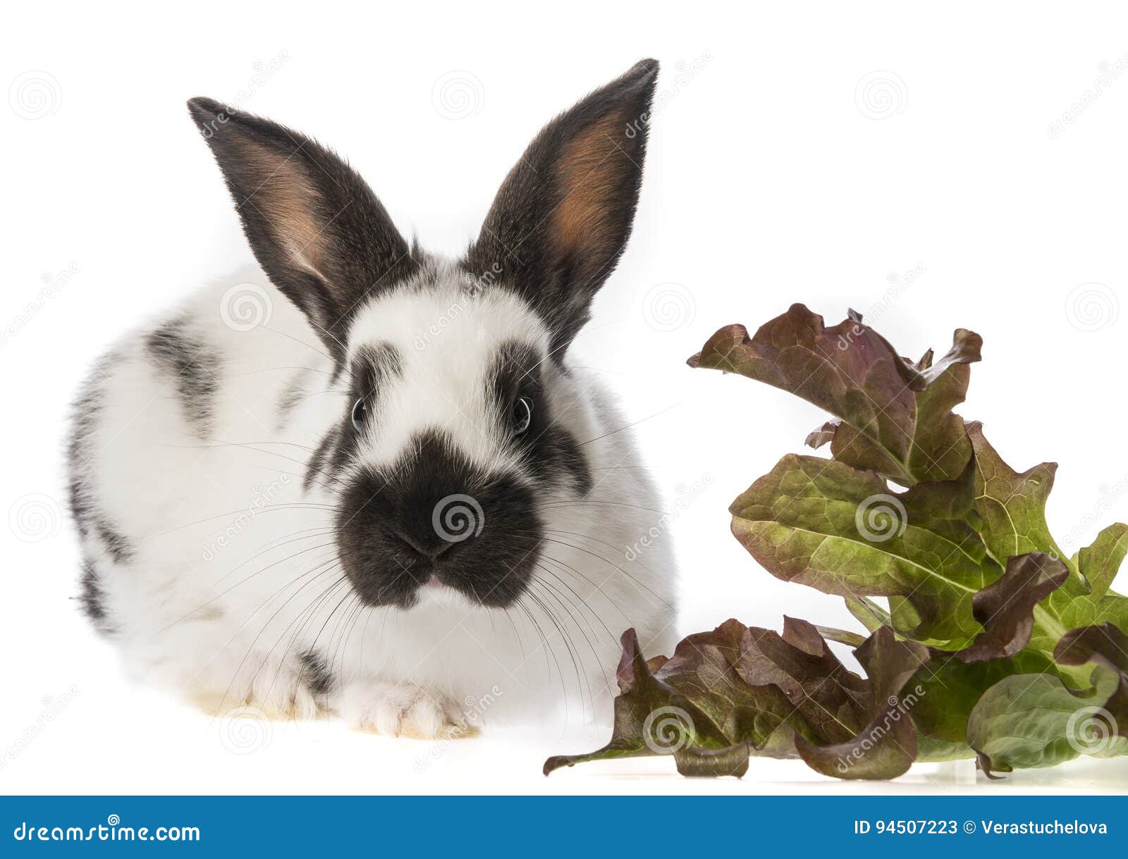 English Sparrow - Spotted Rabbit Stock Image - Image of season ...