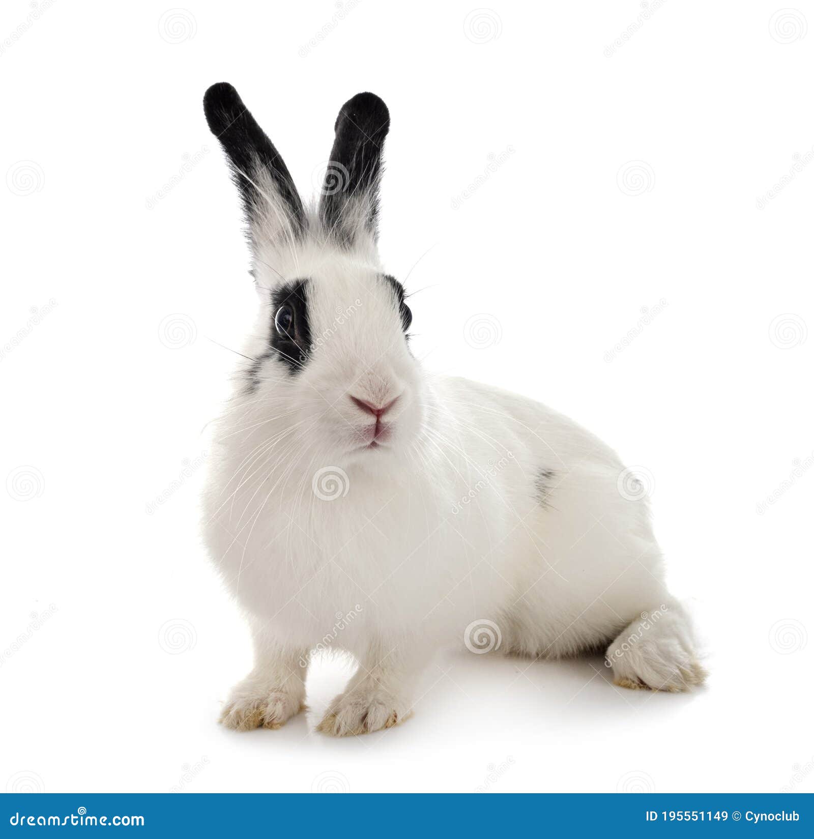 English Spot rabbit stock image. Image of rodent, studio - 195551149