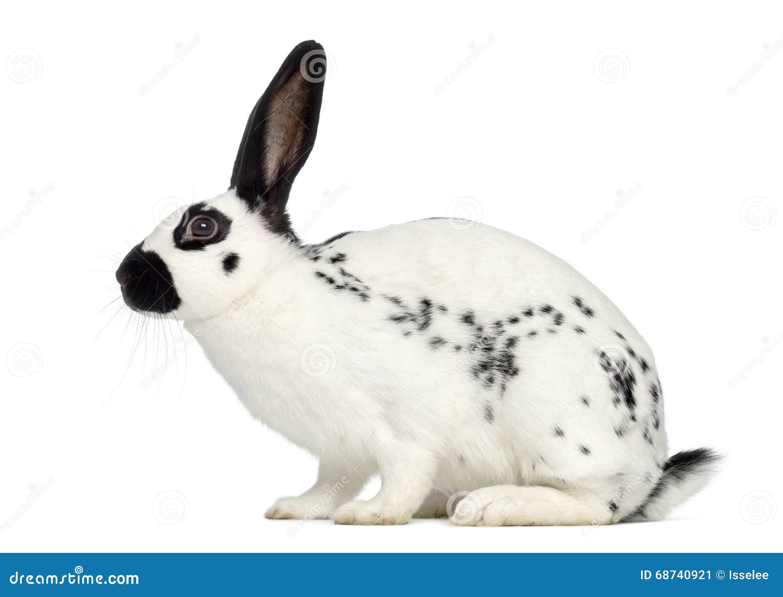 English Spot Rabbit Isolated on White Stock Image - Image of white ...