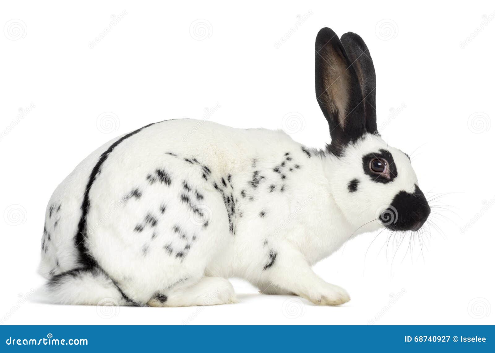 English Spot Rabbit Isolated on White Stock Image - Image of mammal ...