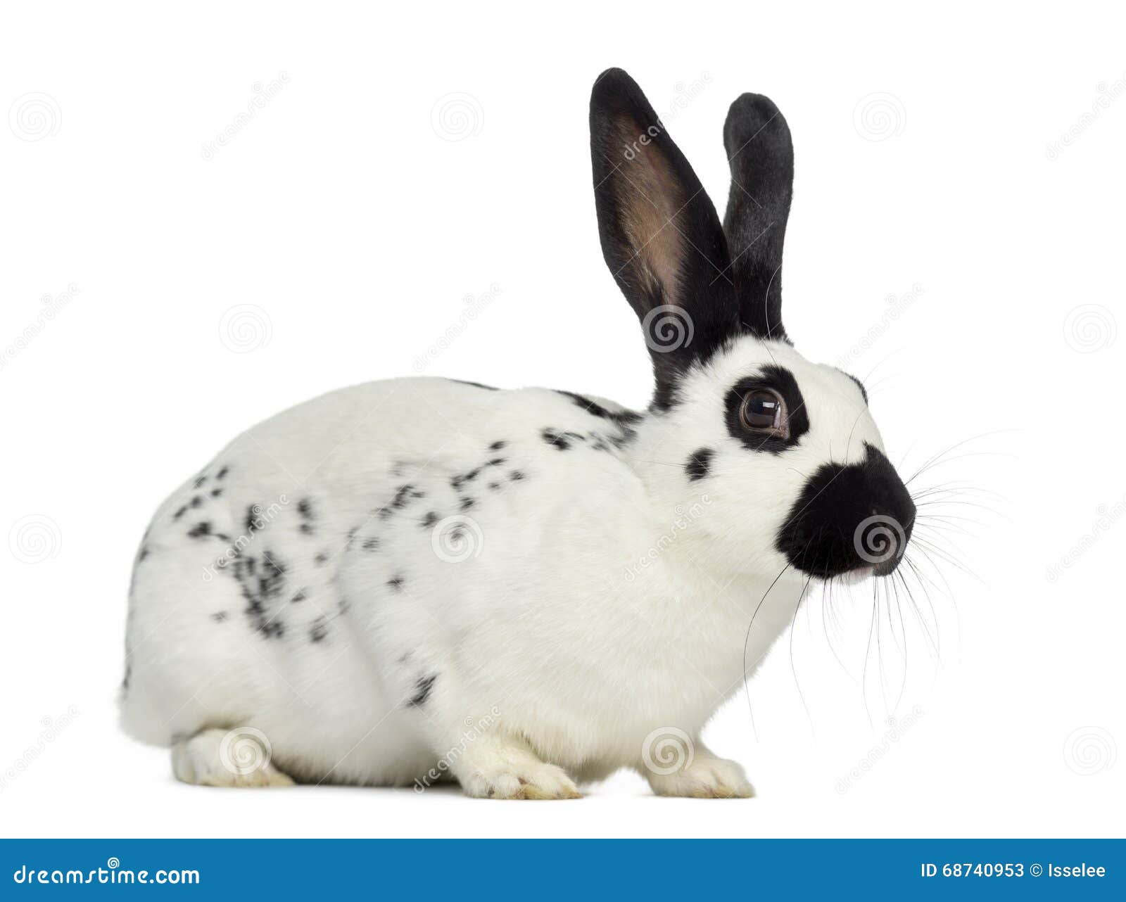 English Spot Rabbit Liying and Isolated on White Stock Image - Image of ...