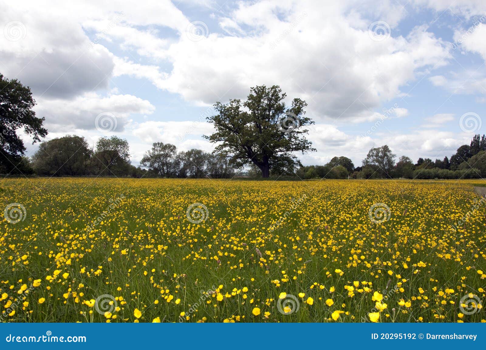 English spring meadow stock photo. Image of english, cloud - 20295192