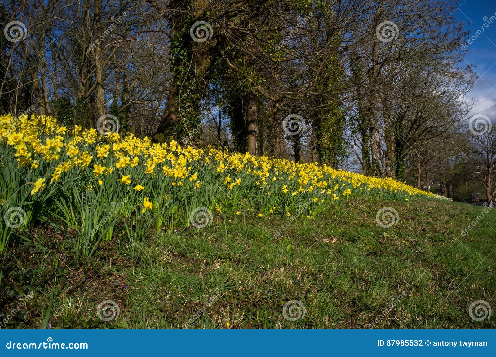 English Spring meadow stock photo. Image of woods, springtime - 87985532