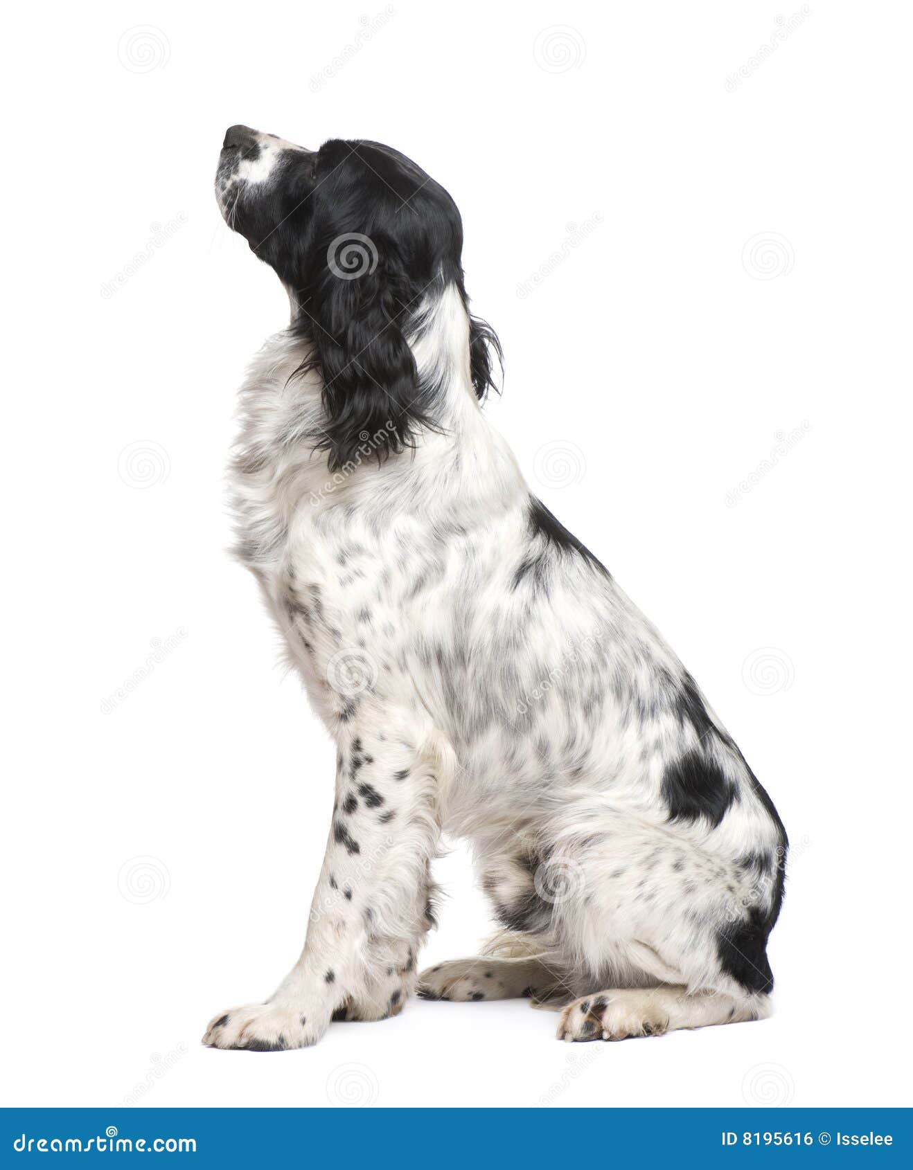 1,014 English Springer White Background Stock Photos - Free & Royalty ...