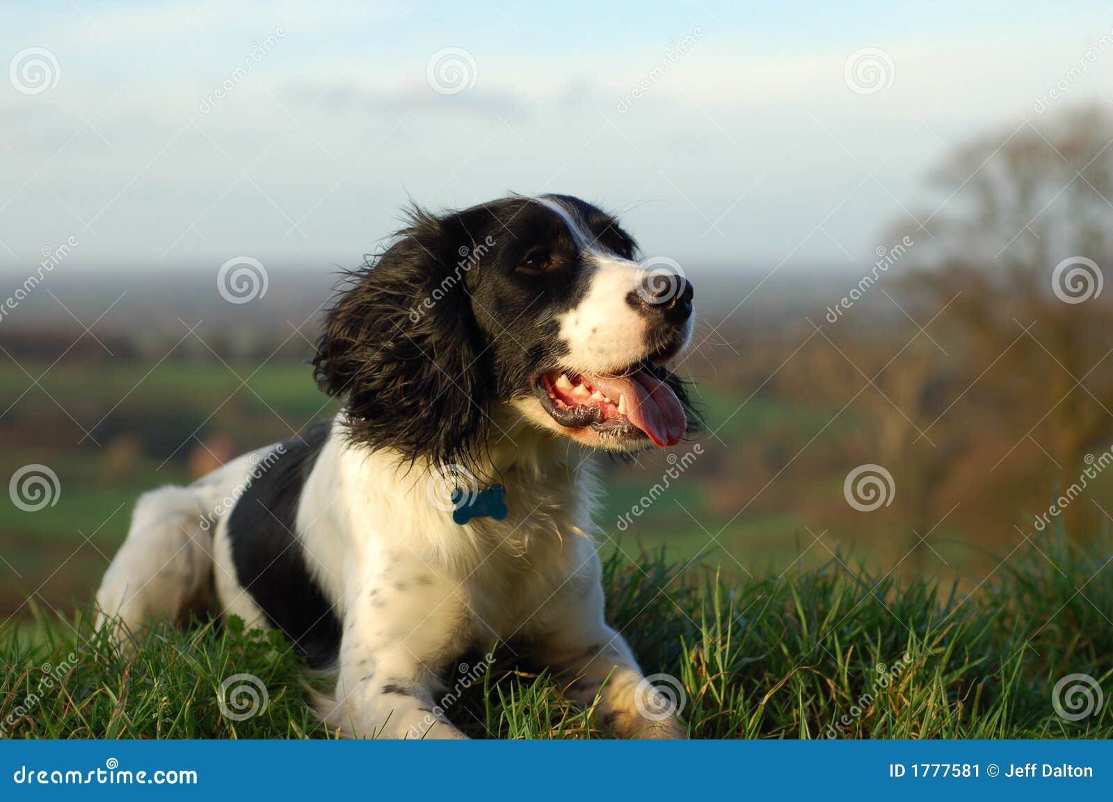English Springer Spaniel stock image. Image of innocence - 1777581