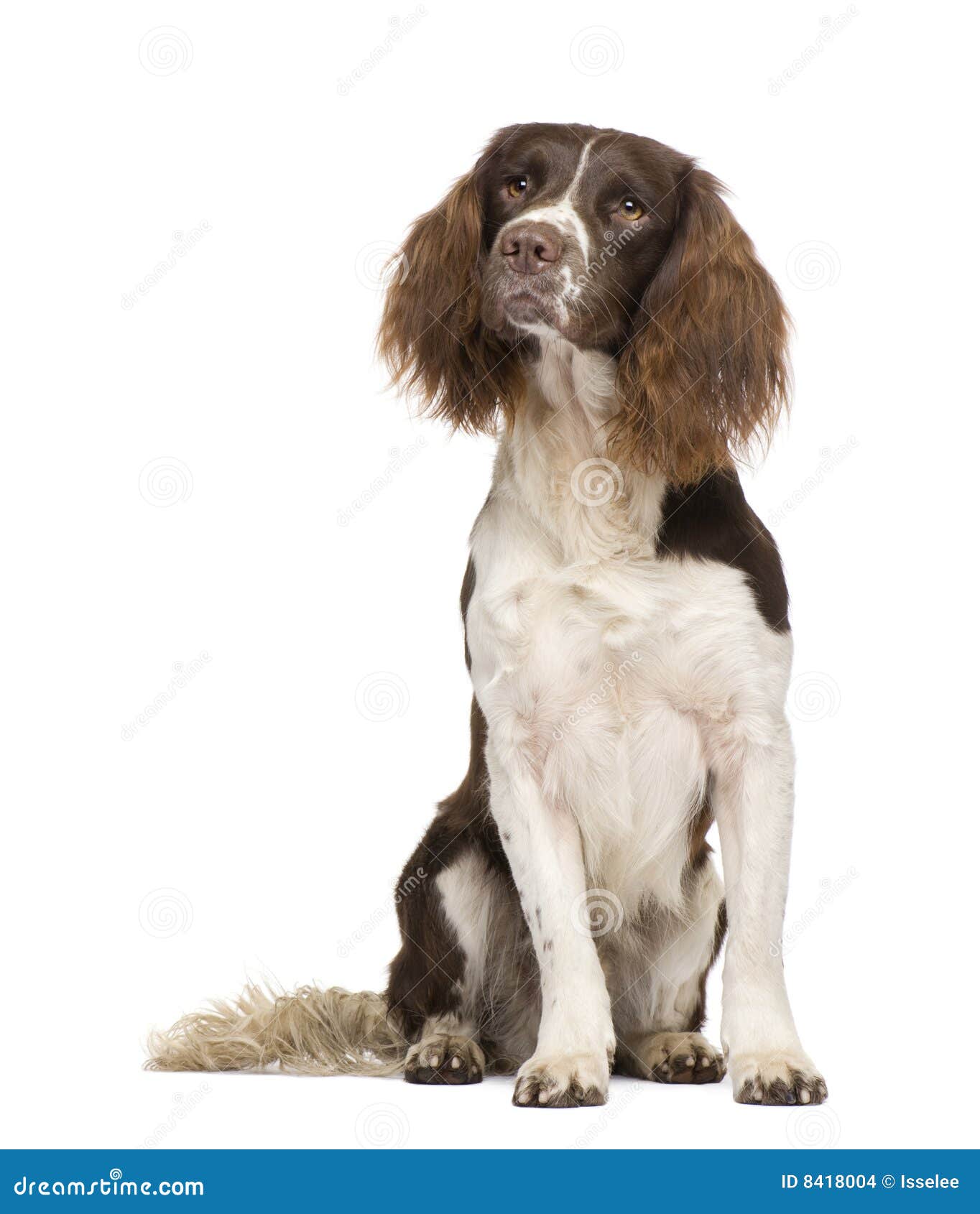 Two English Springer Spaniels Dogs Playing On The Grass. Playing With ...