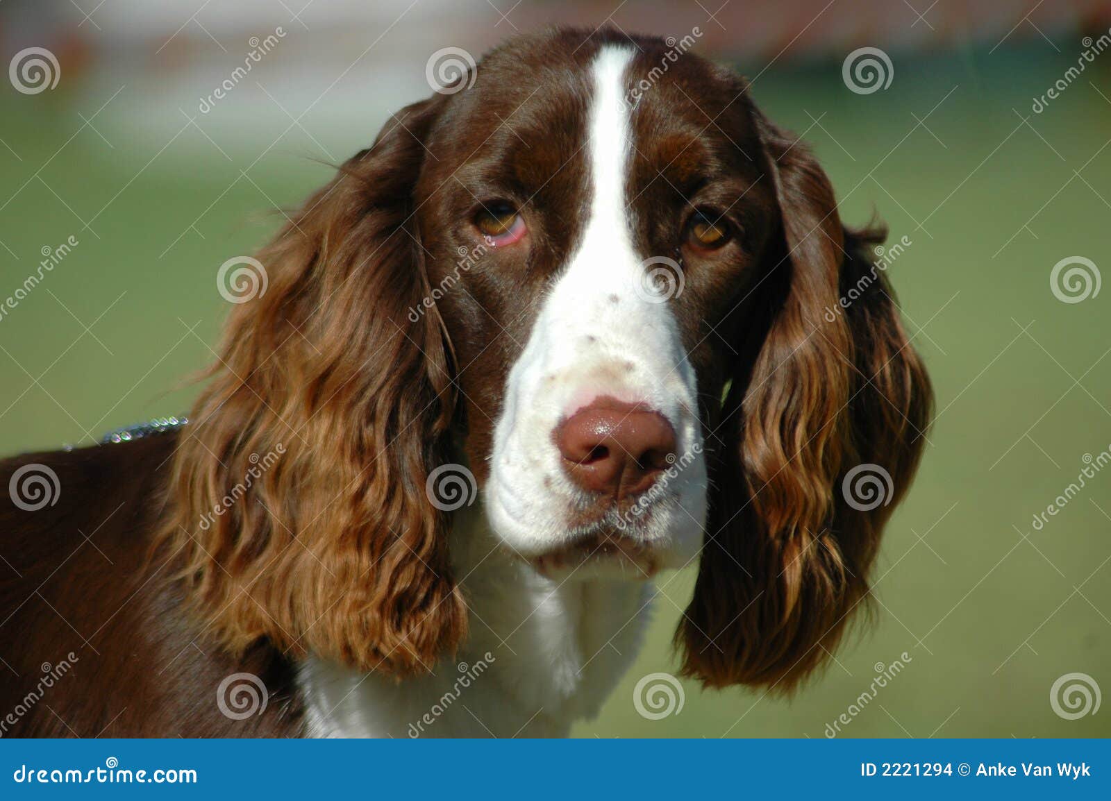 English Springer Spaniel stock photo. Image of alert, carnivore - 2221294