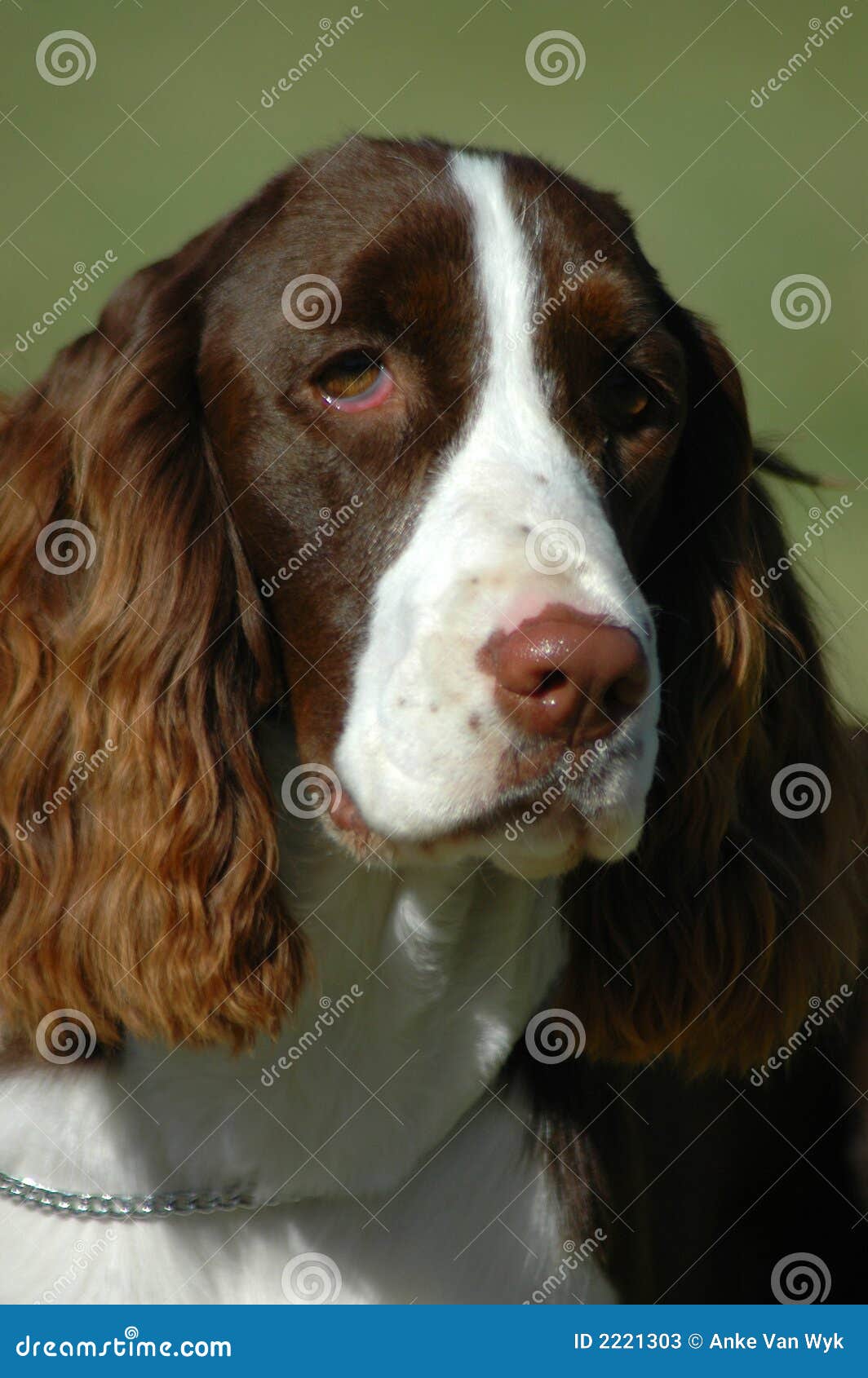 English Springer Spaniel stock image. Image of bred, adorable - 2221303