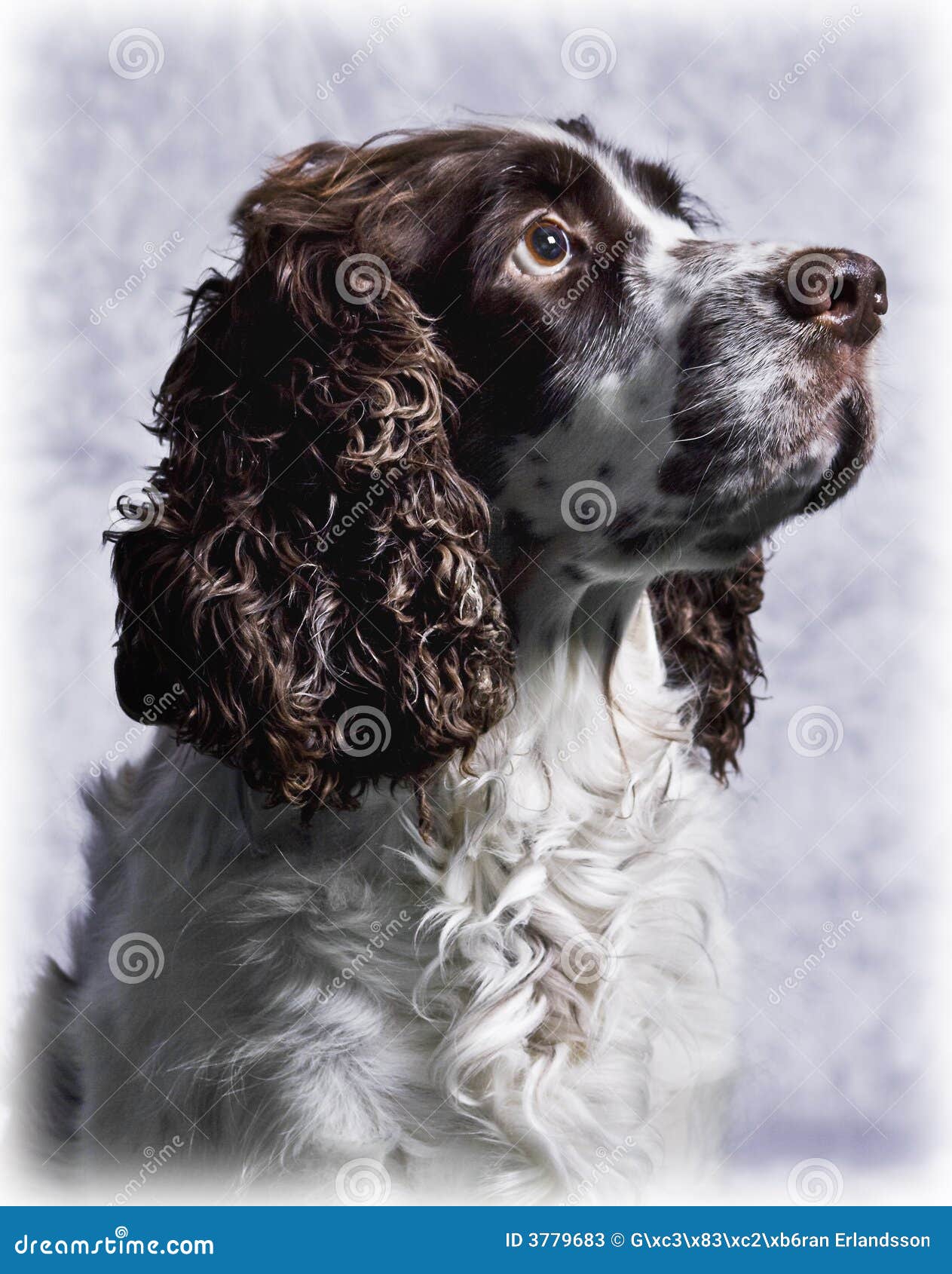 English Springer Spaniel stock image. Image of cute, bred - 3779683
