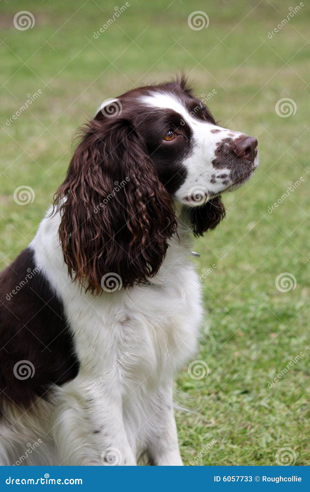 English Springer Spaniel stock image. Image of interested - 6057733