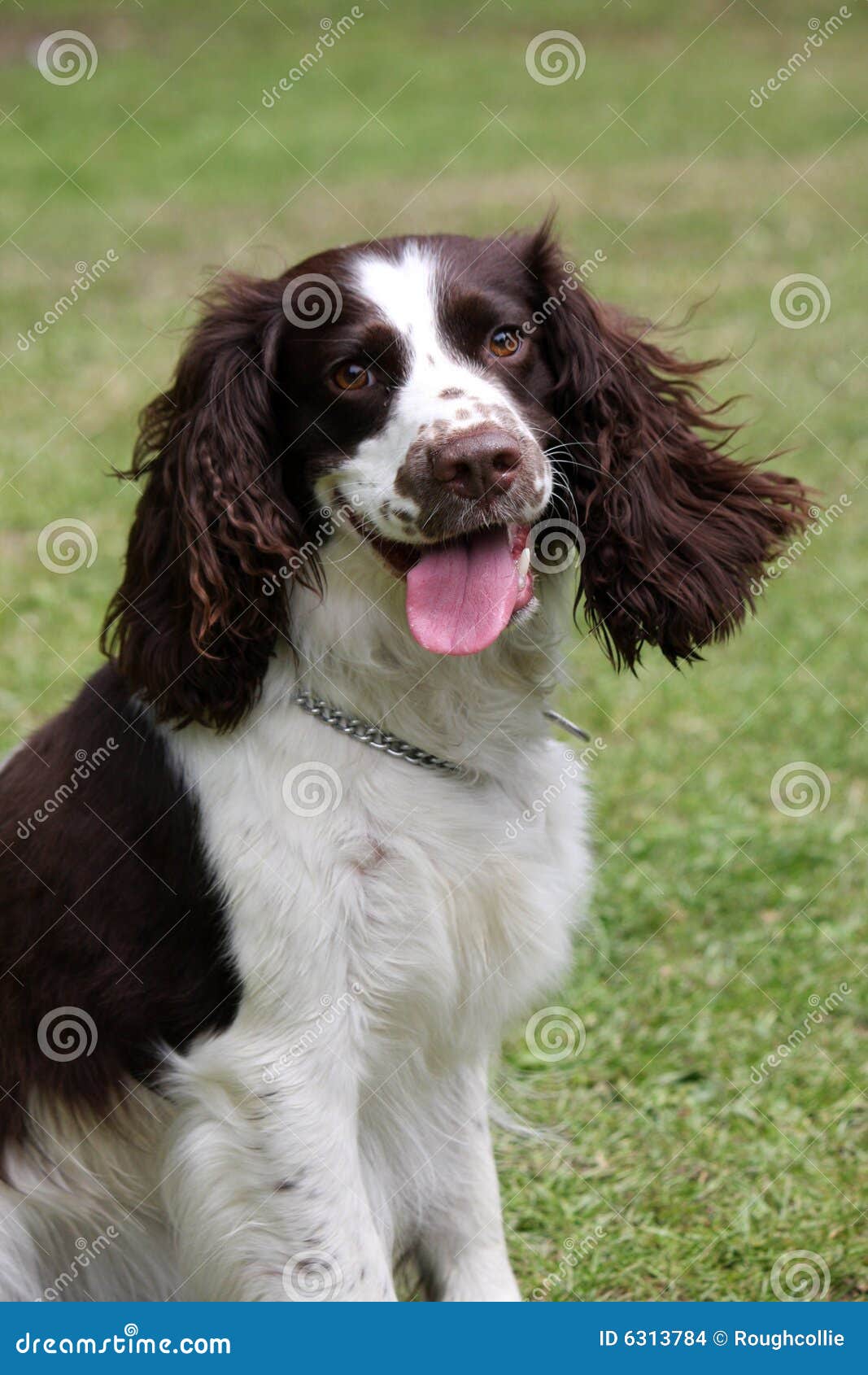 Two English Springer Spaniels Dogs Playing On The Grass. Playing With ...