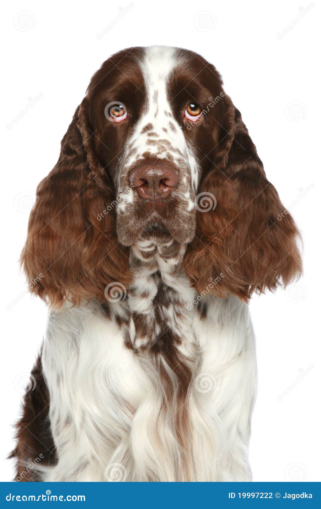 English Springer Spaniel. Close-up Portrait Stock Photo - Image of ears ...