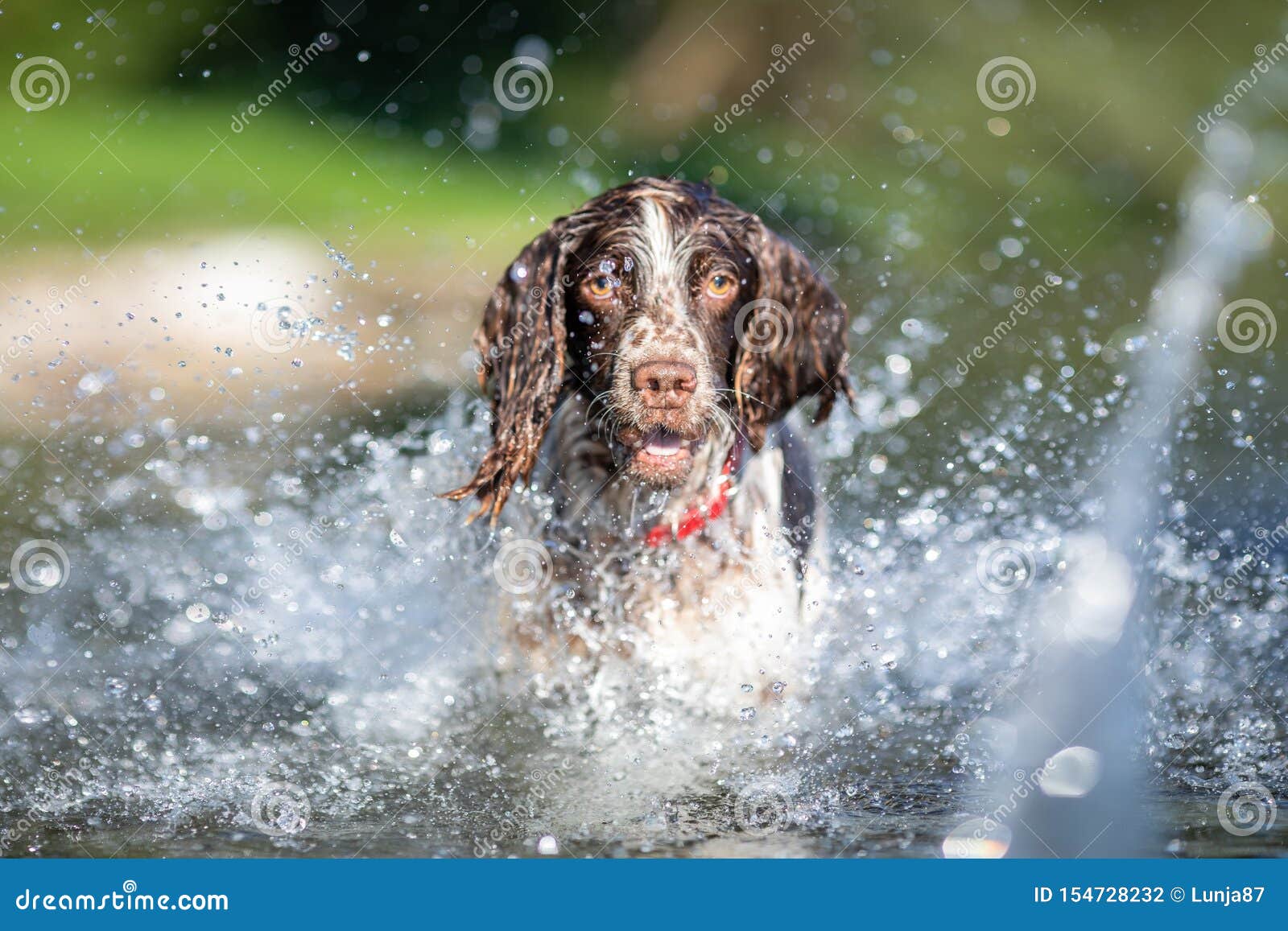 English Springer Spaniel Dog, Playing in Water Stock Photo - Image of ...