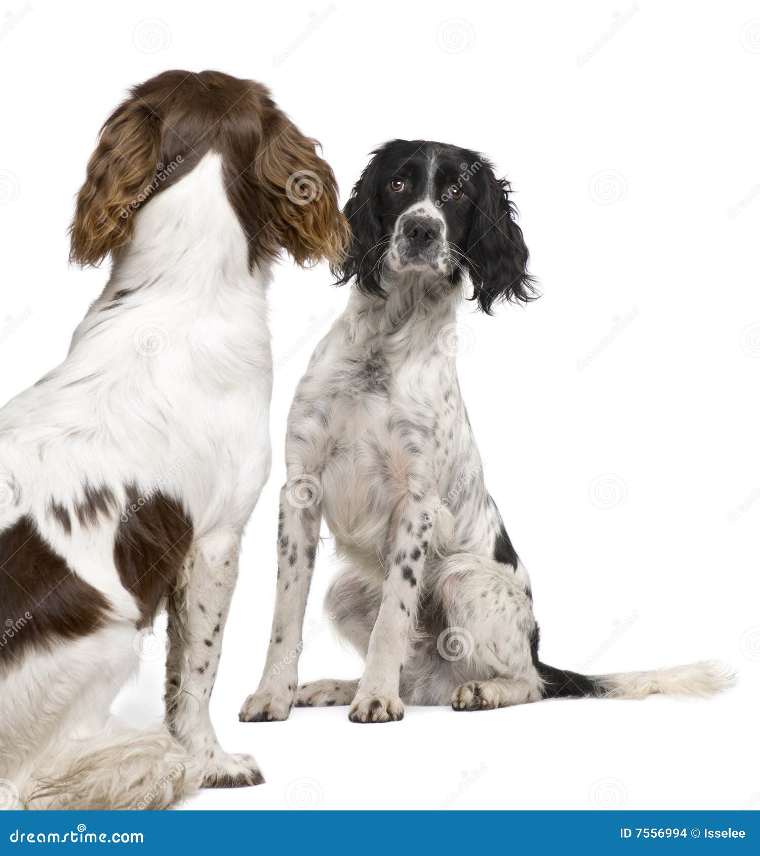 516 Springer Spaniel Face Stock Photos - Free & Royalty-Free Stock ...