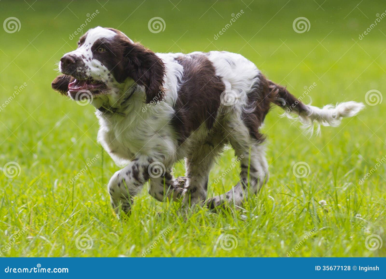 English springer spaniel stock photo. Image of hunter - 35677128