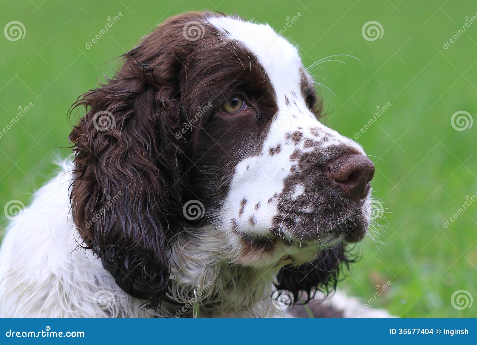 English springer spaniel stock photo. Image of portrait - 35677404