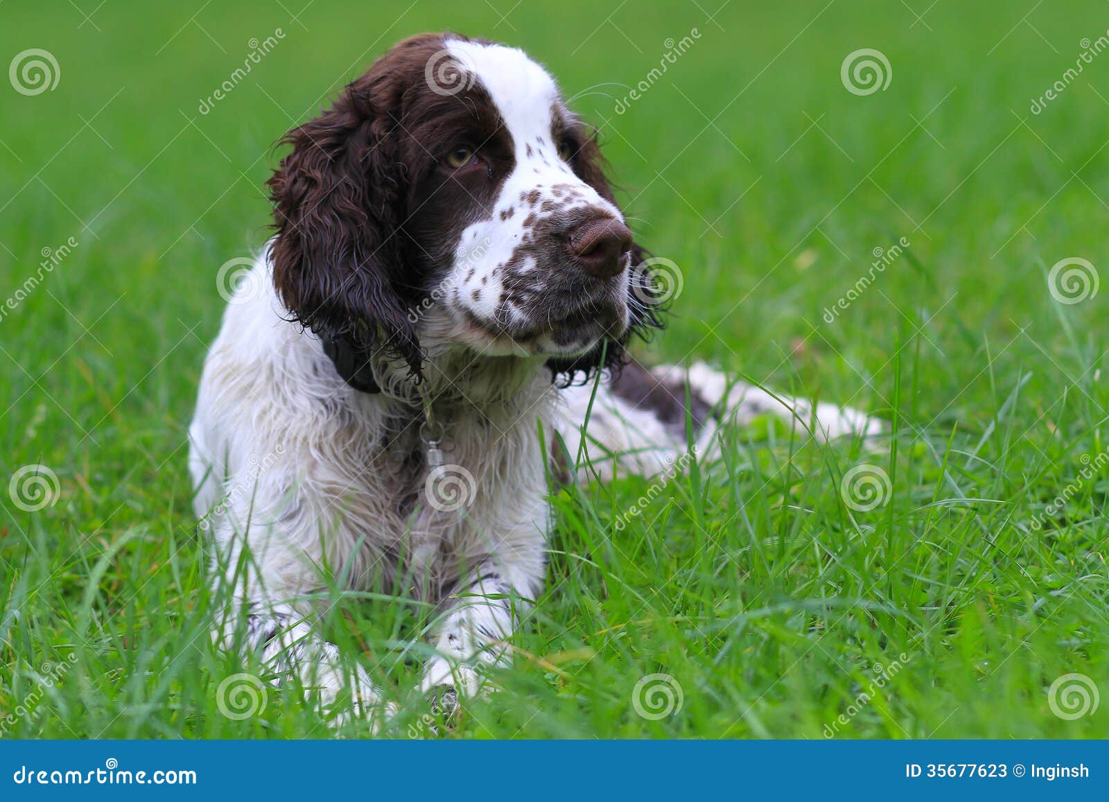 English springer spaniel stock image. Image of springer - 35677623