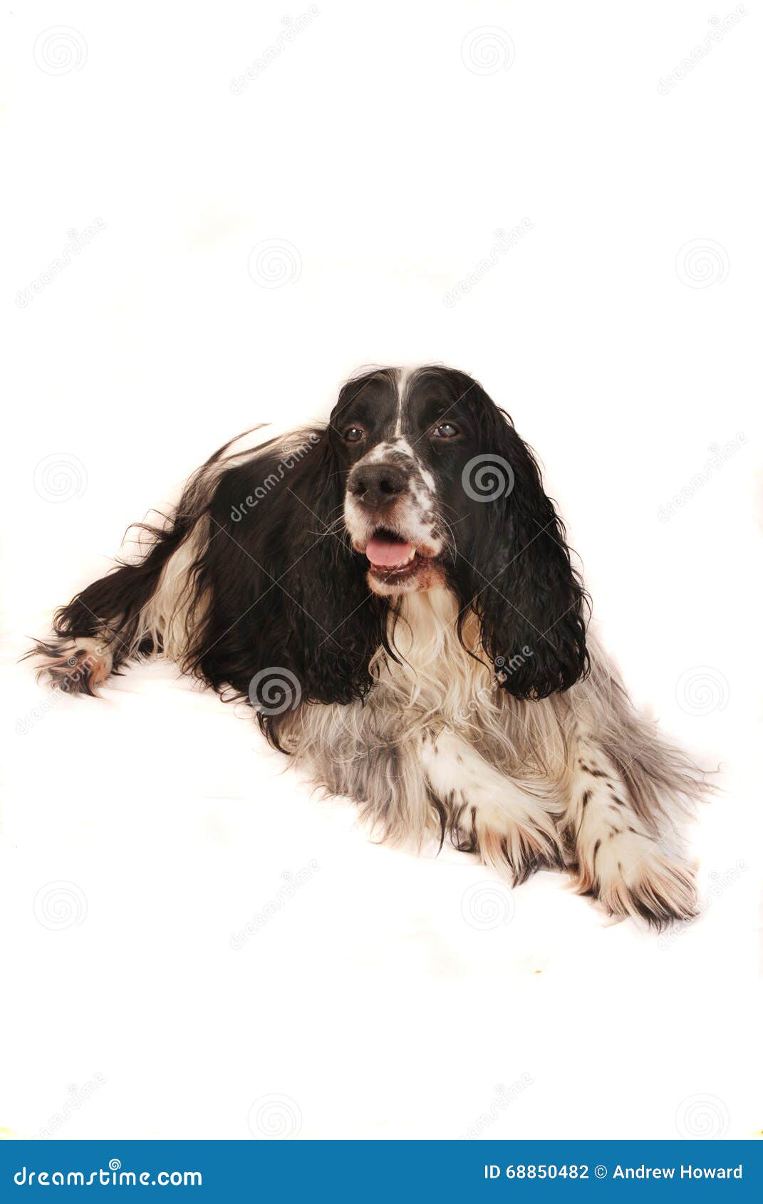 English Springer Spaniel stock photo. Image of springer - 68850482