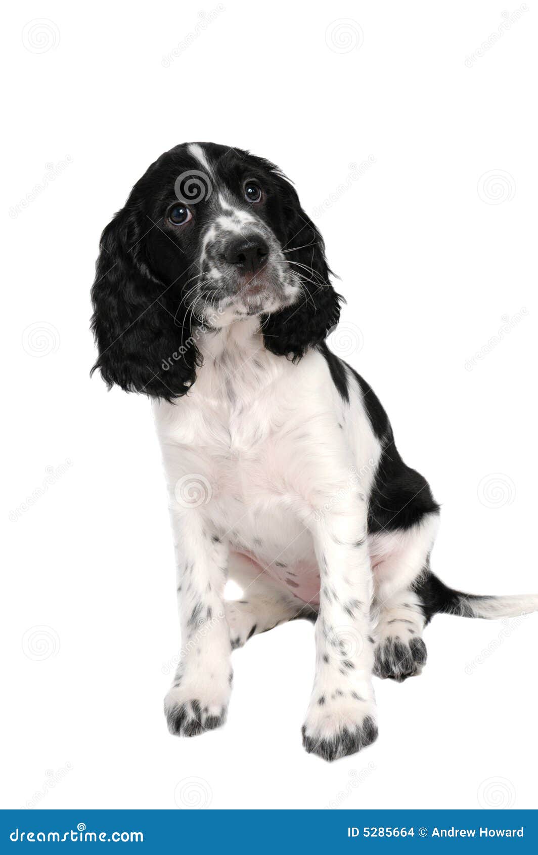 Two English Springer Spaniels Dogs Playing On The Grass. Playing With ...