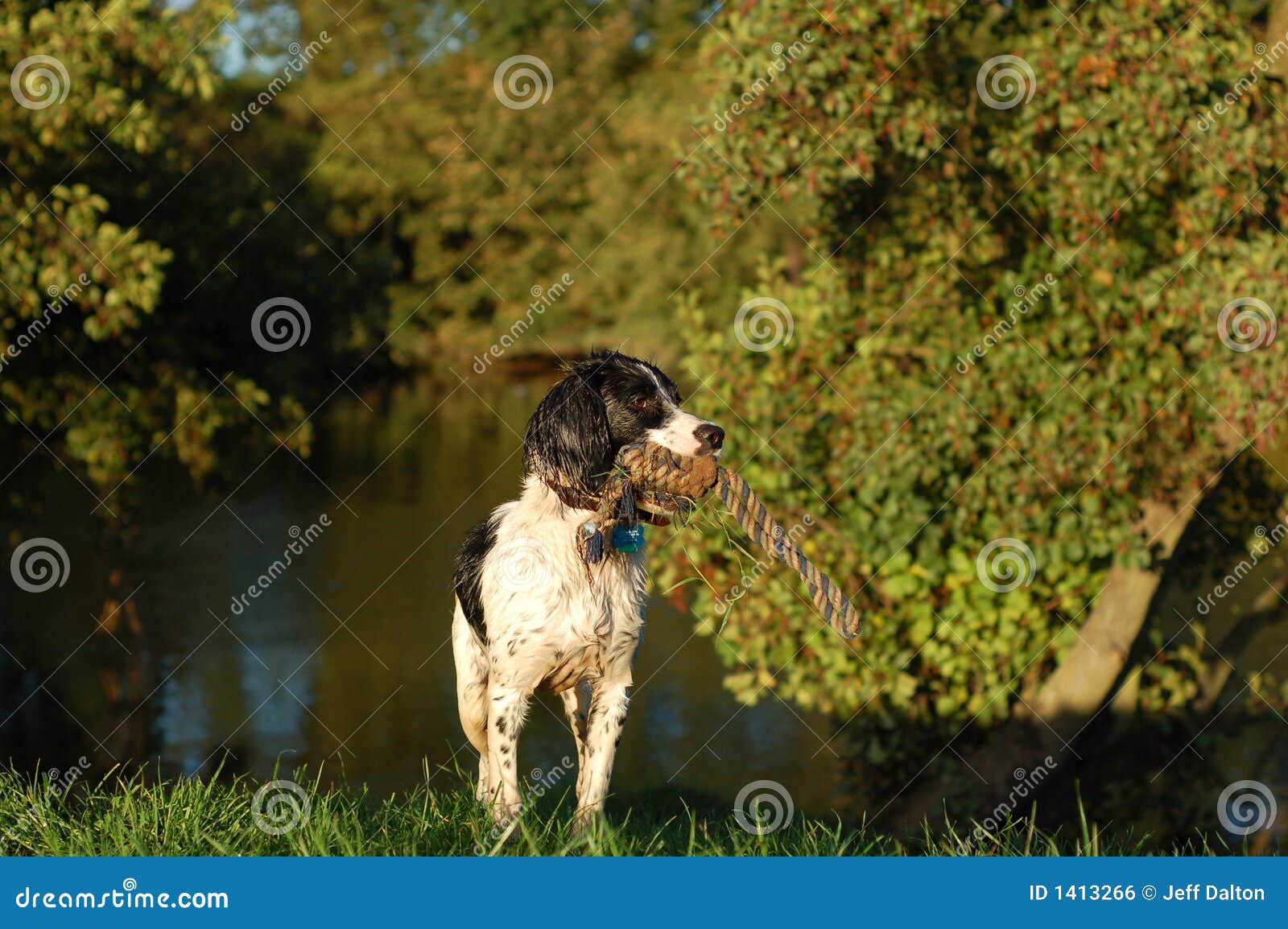 English Springer Spaniel by the River Stock Photo - Image of water ...