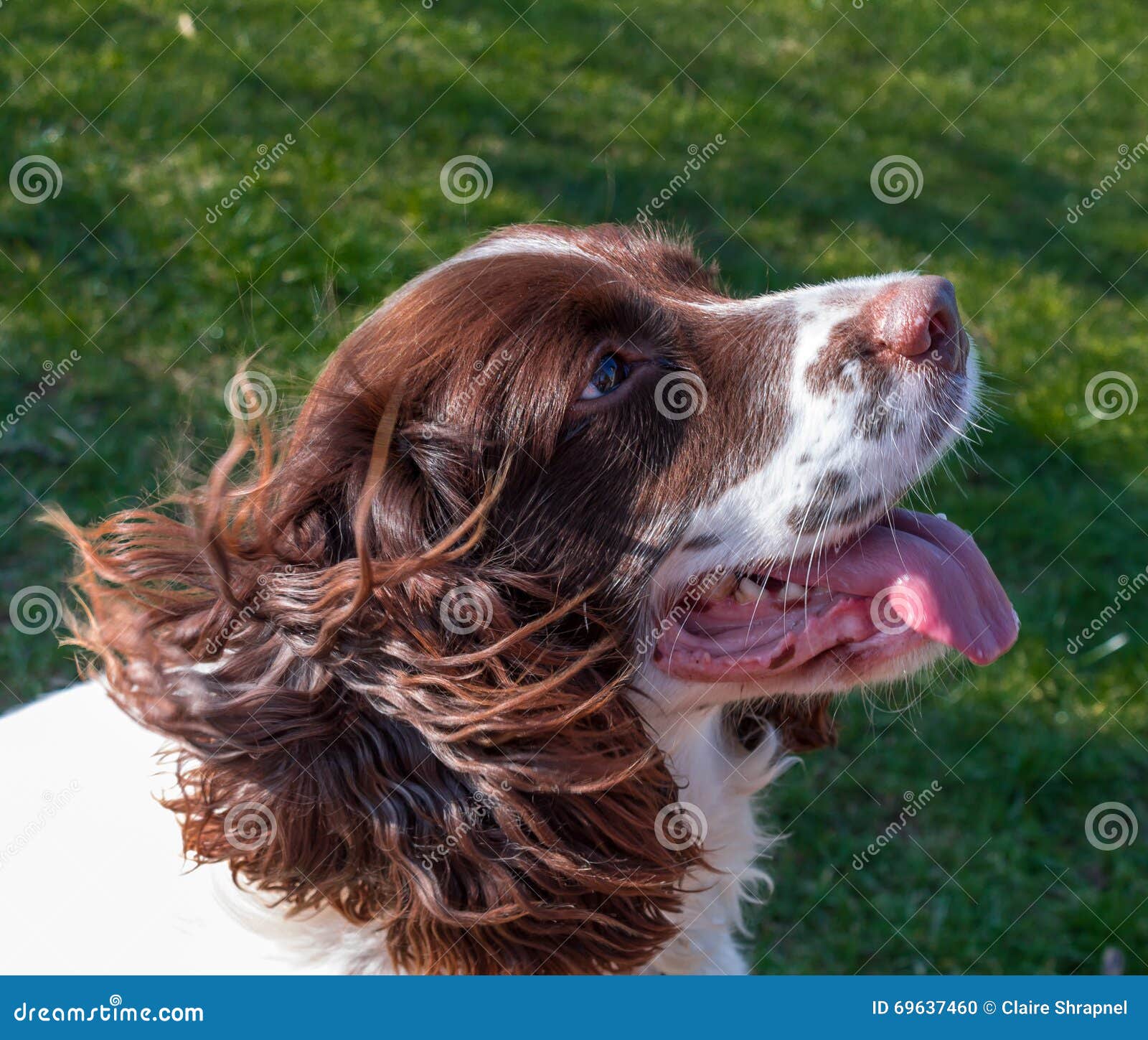 English Springer Spaniel stock photo. Image of natural - 69637460