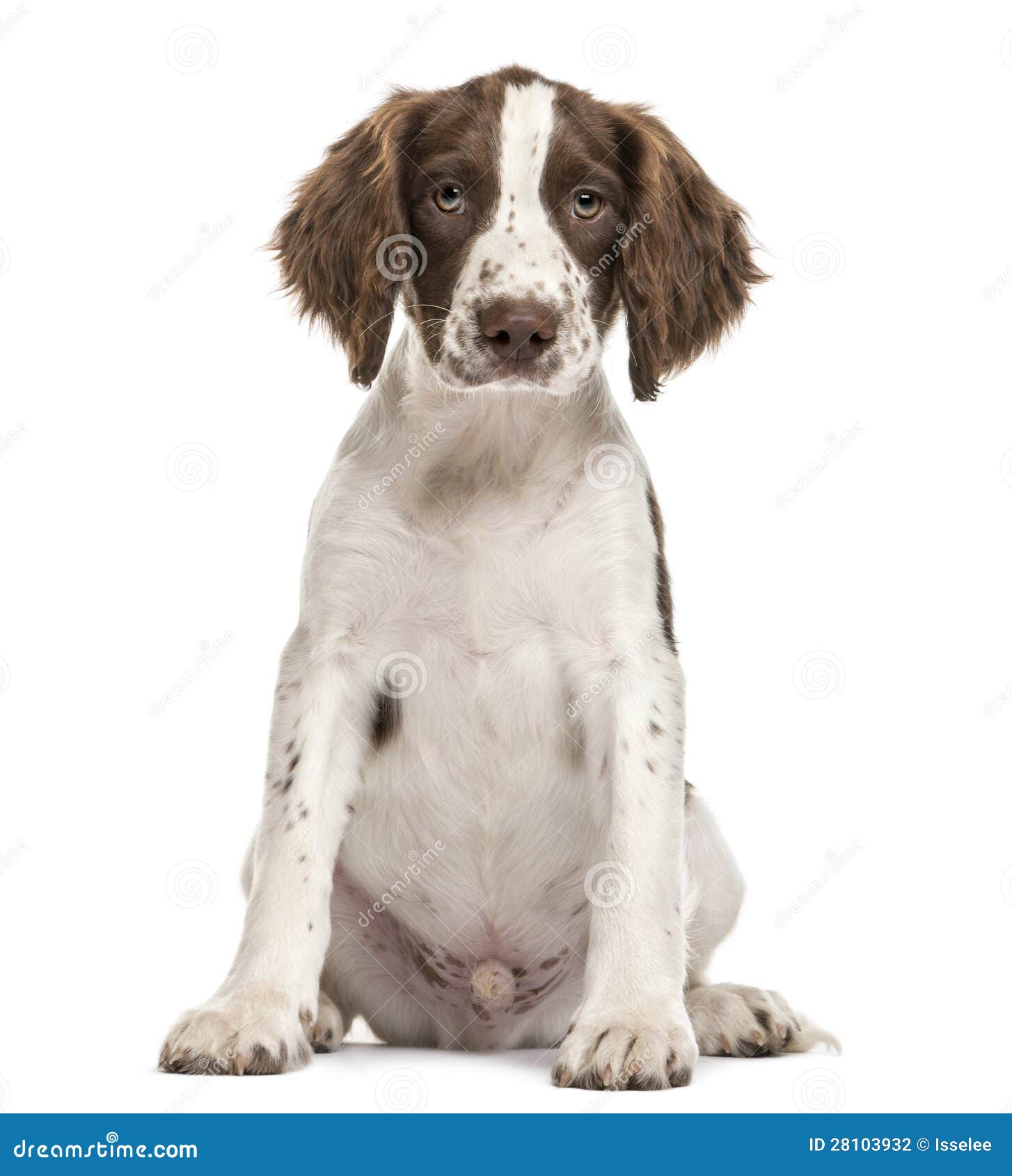 Spaniel Dog Sitting Under Marple Tree On The Ground Full Of Dried ...
