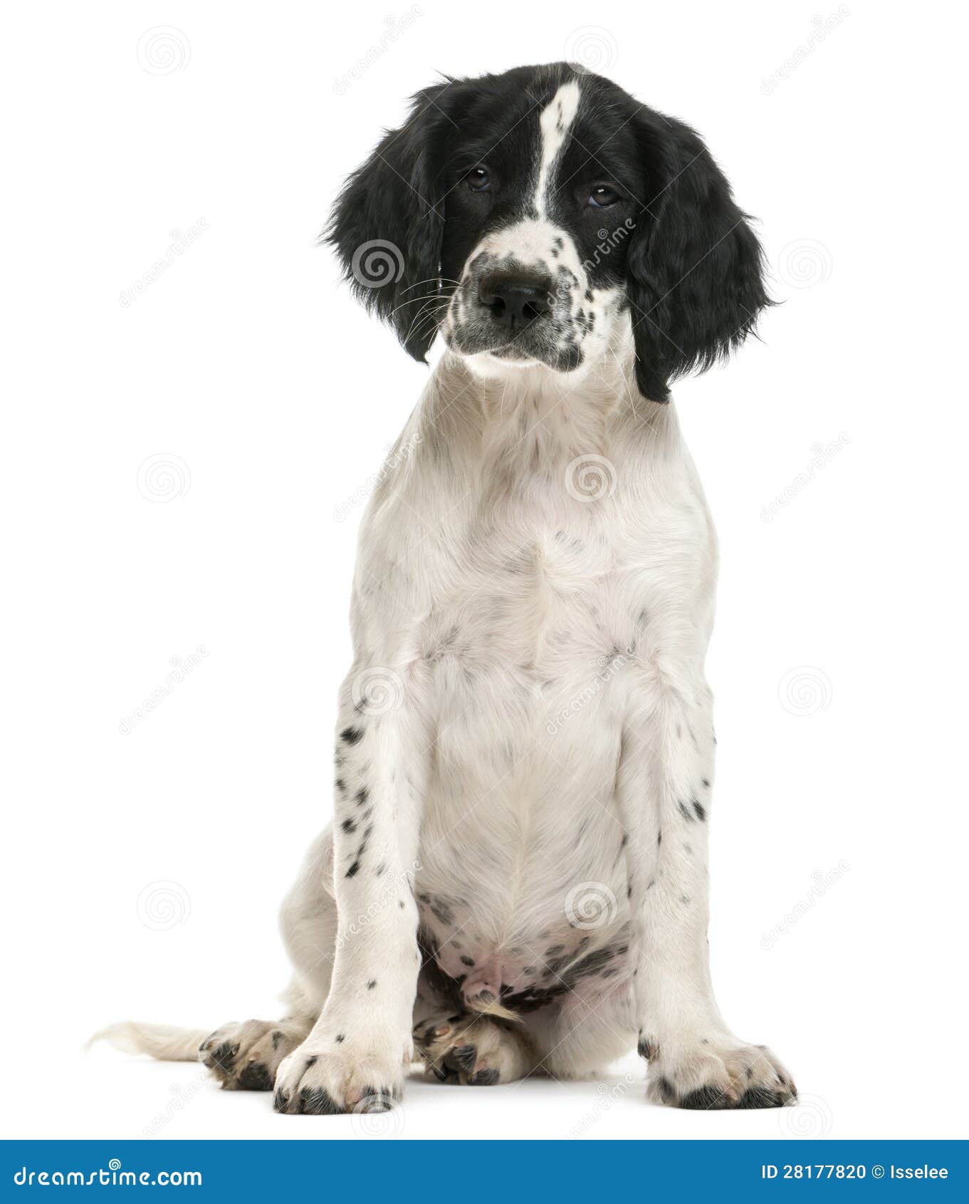 English Springer Spaniel Sitting and Looking Stock Photo - Image of ...